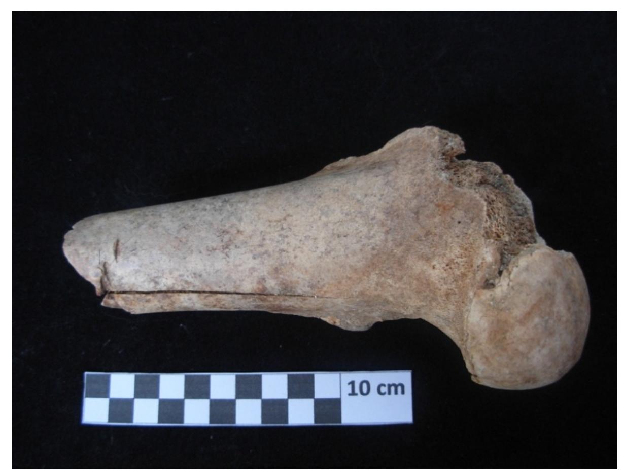 45. femur, right, bovid (cattle). figure 6.44. tibia, shaft,