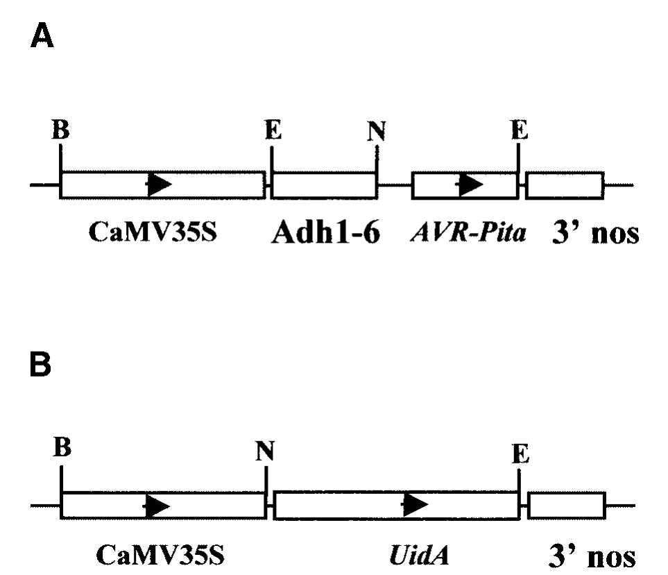 Physical maps of the transgenes used for transient