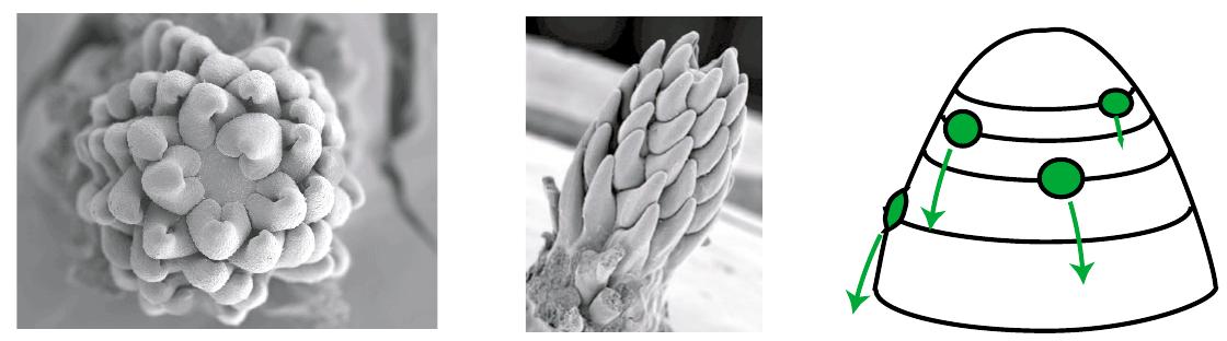 On the left, two scanning electron microscope pictures of a