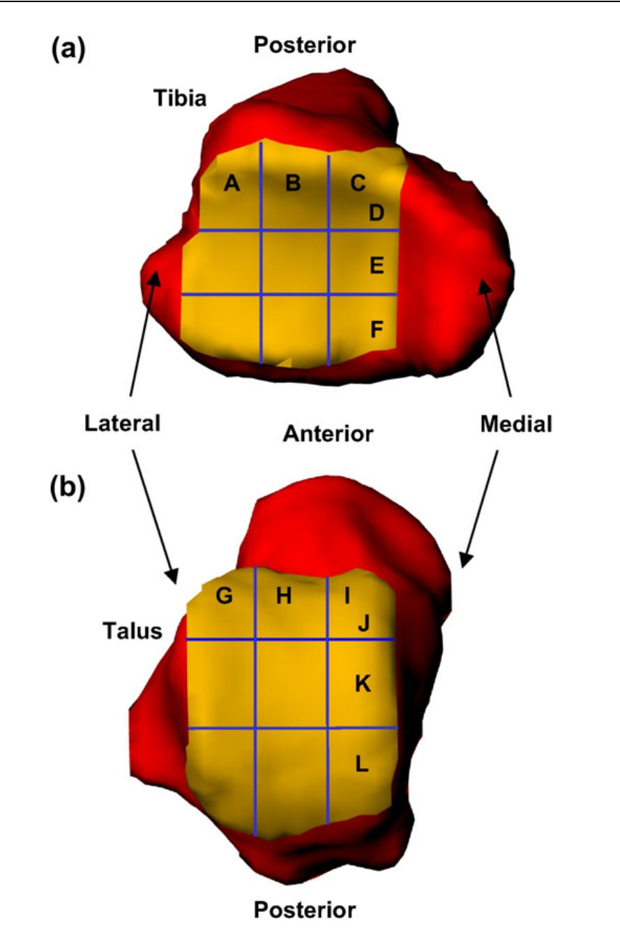 (a) nine sub-regions of the distal tibial cartilage surface;