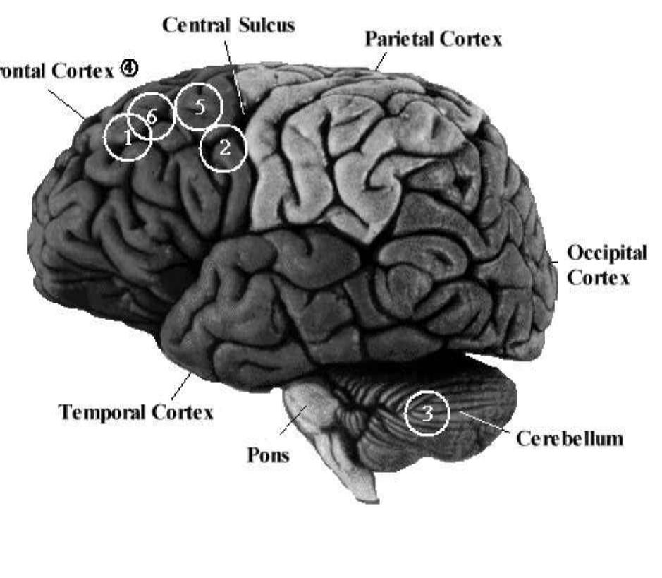 (PDF) The PETTLEP Approach to Motor Imagery: A Functional Equivalence ...
