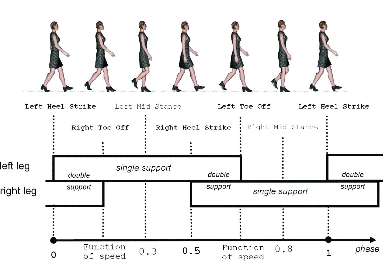 2 the walk cycle: key postures corresponding to the major