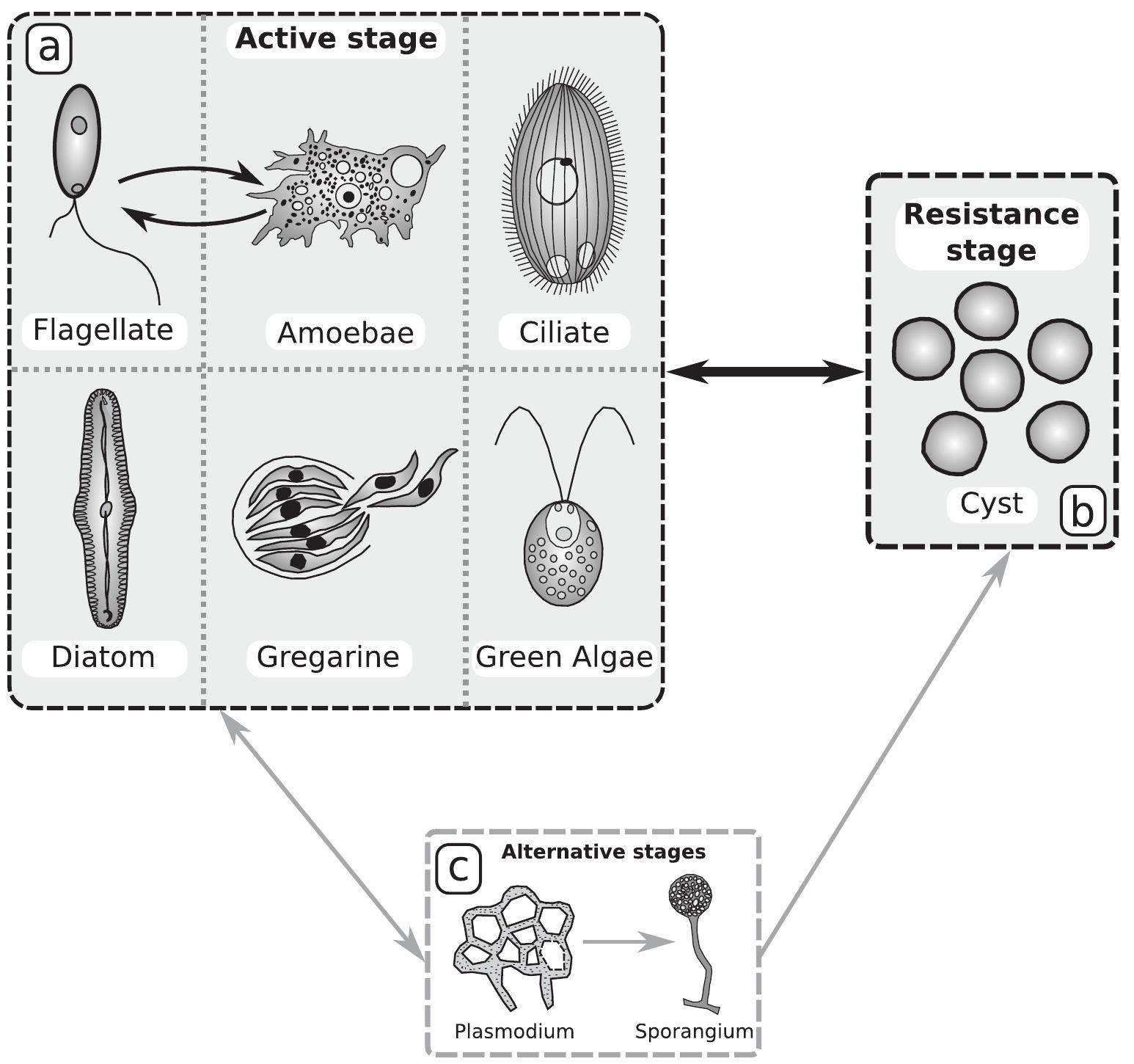Typical life stages of soil protists. most soil protists are