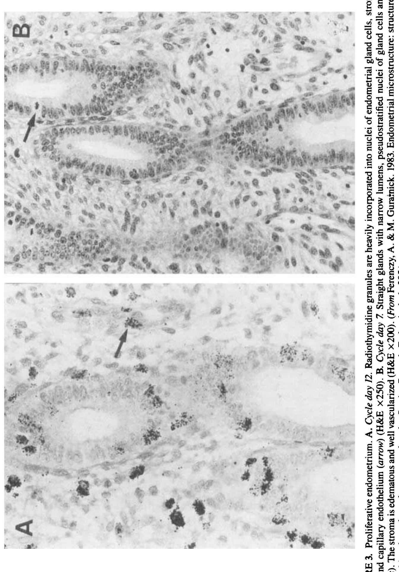 Figure 3 - Histology of the Human Endometrium: From Birth to