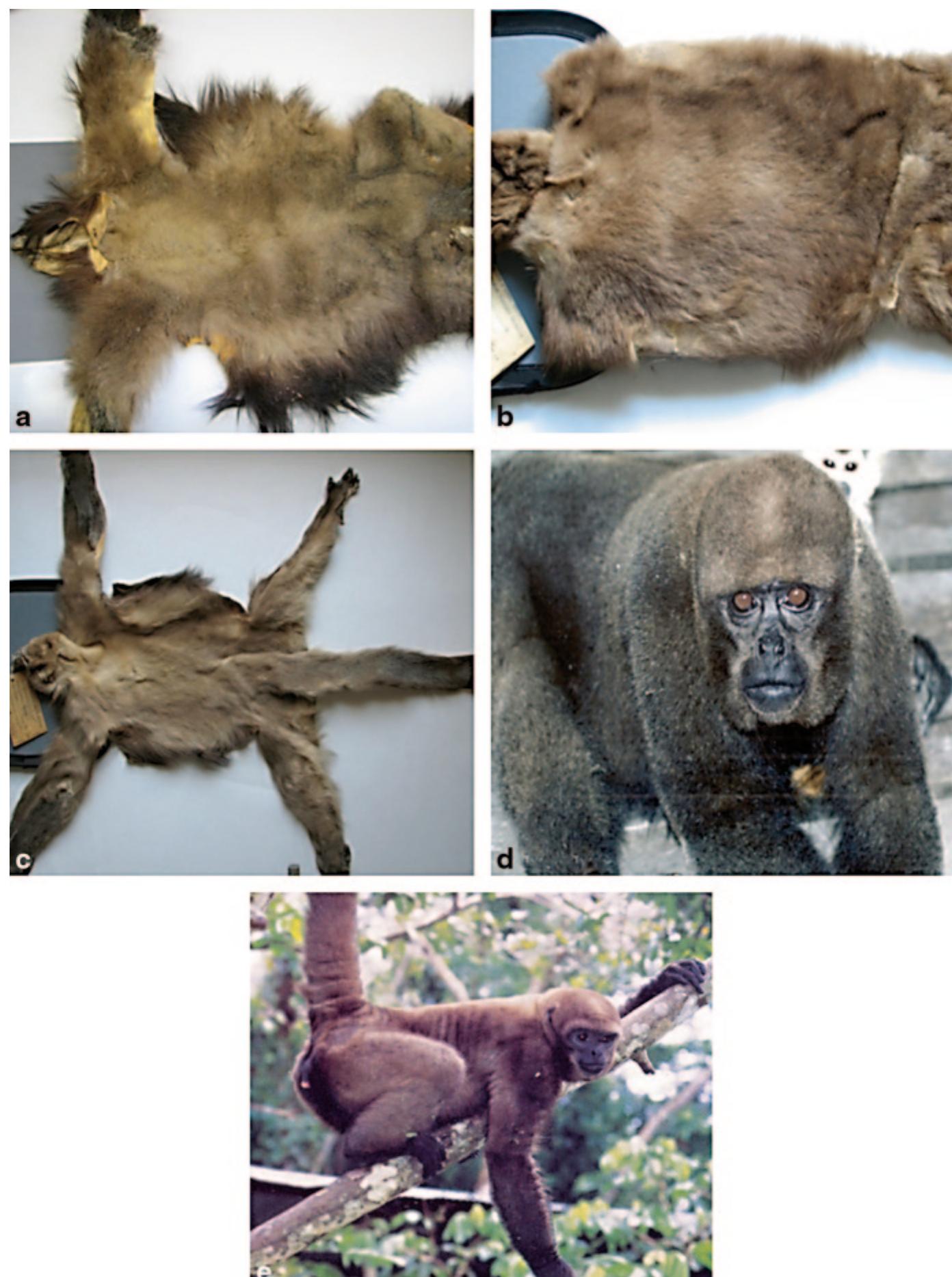 Figure 4 - Colombian Lagothrix: Analysis of Their Phenotypes
