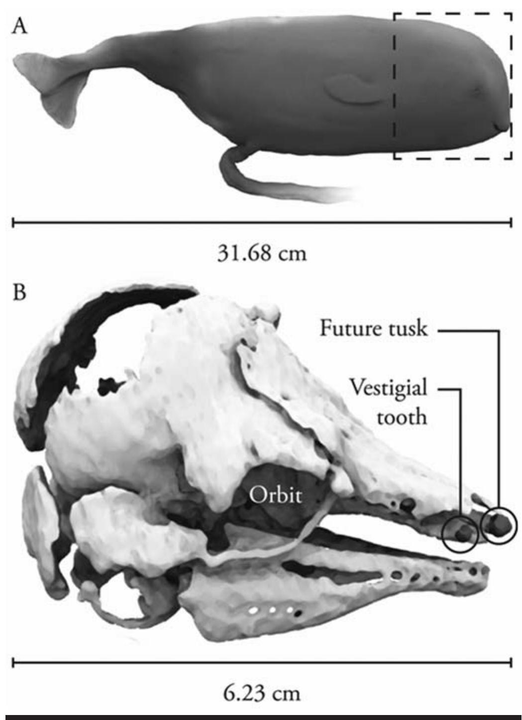 Figure 2 - from Considerations Of Anatomy, Morphology,
