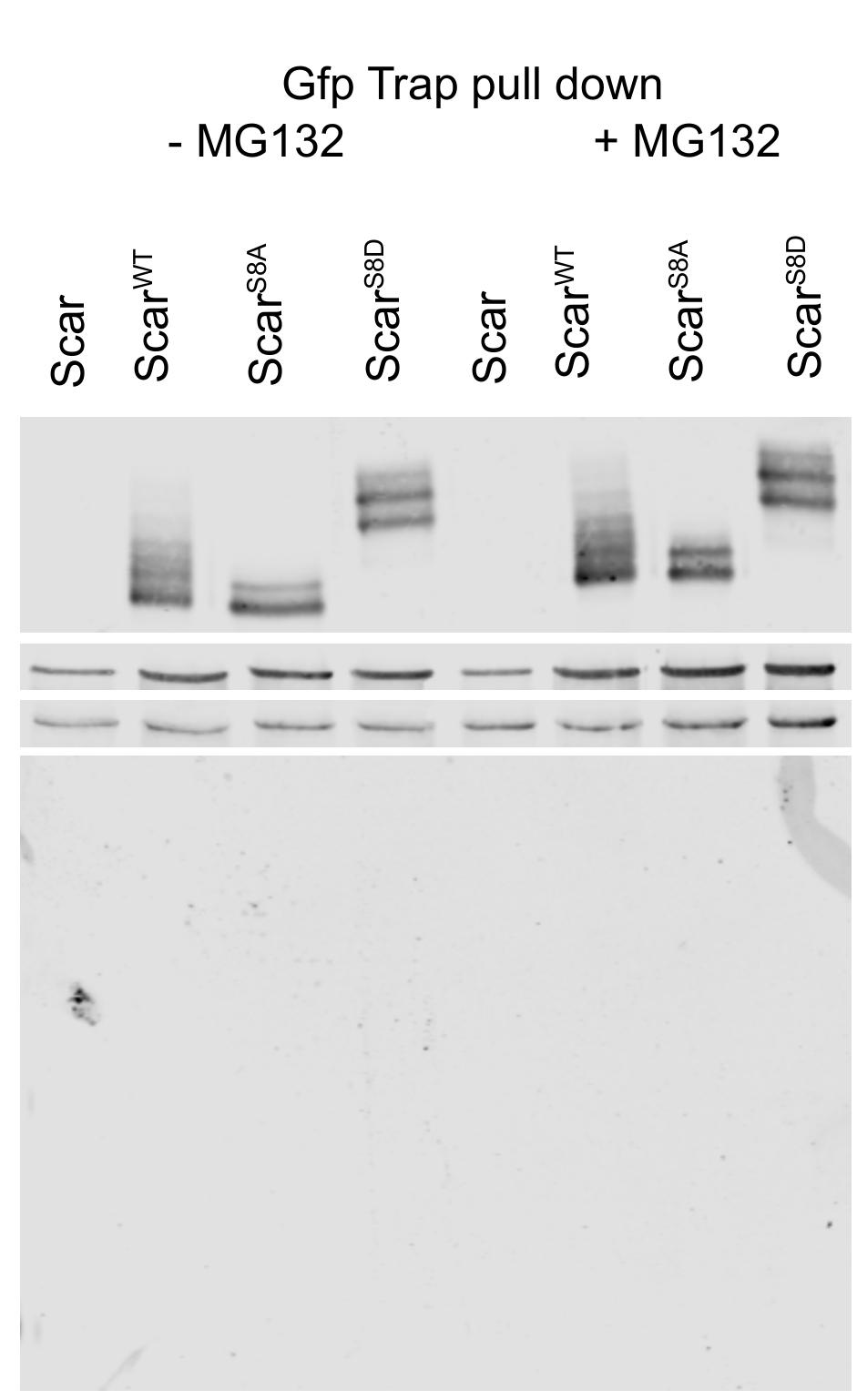 Figure 9 - Cell-substrate adhesion drives Scar/WAVE