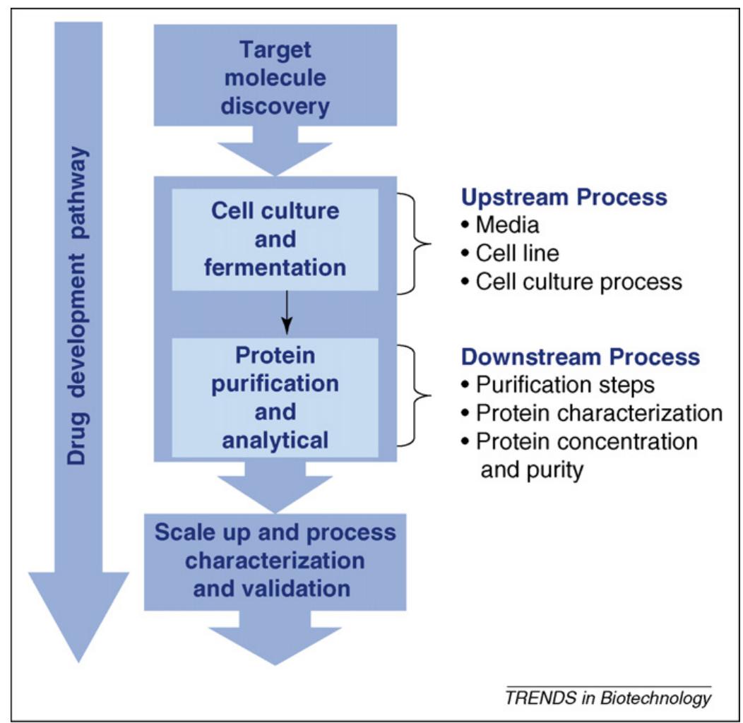 Development pathway for therapeutic proteins.