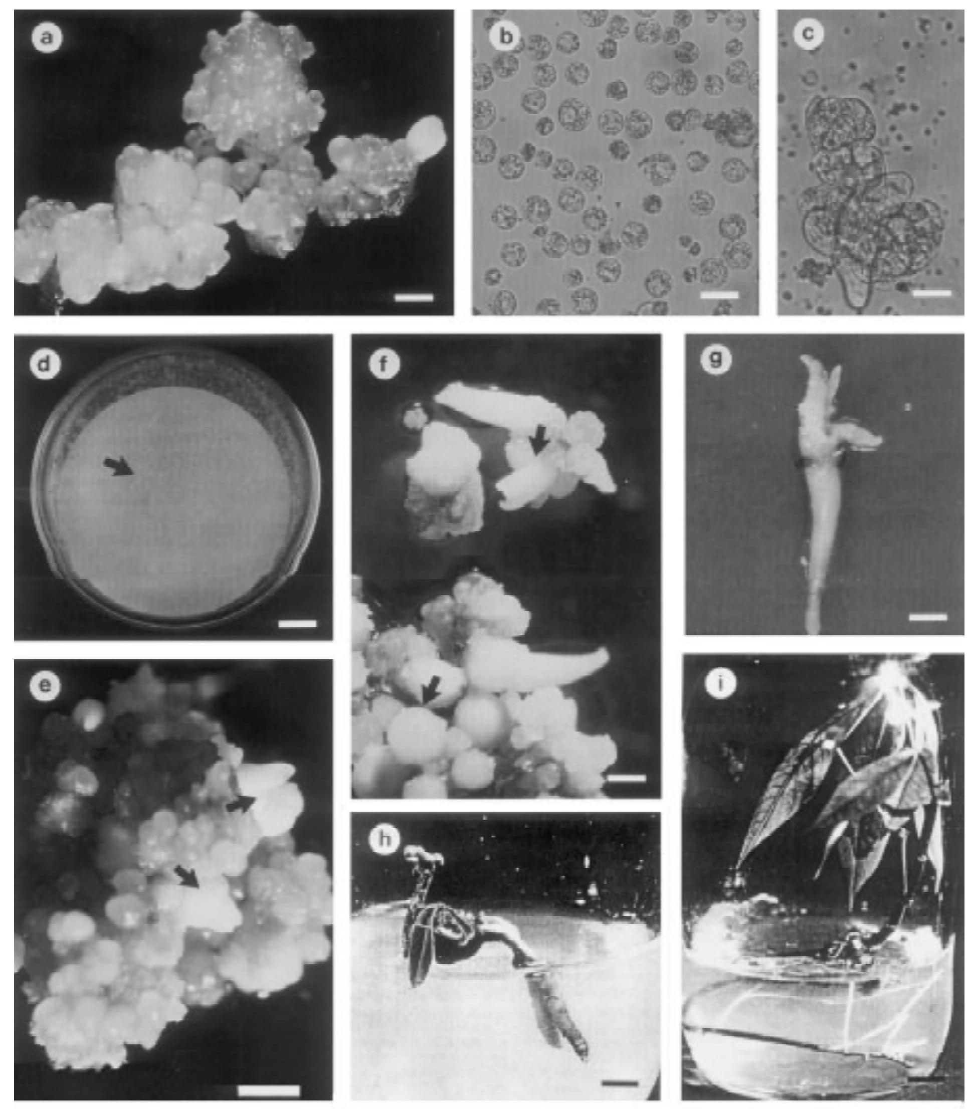 (a) inflorescence-derived embryogenic callus of rubber used