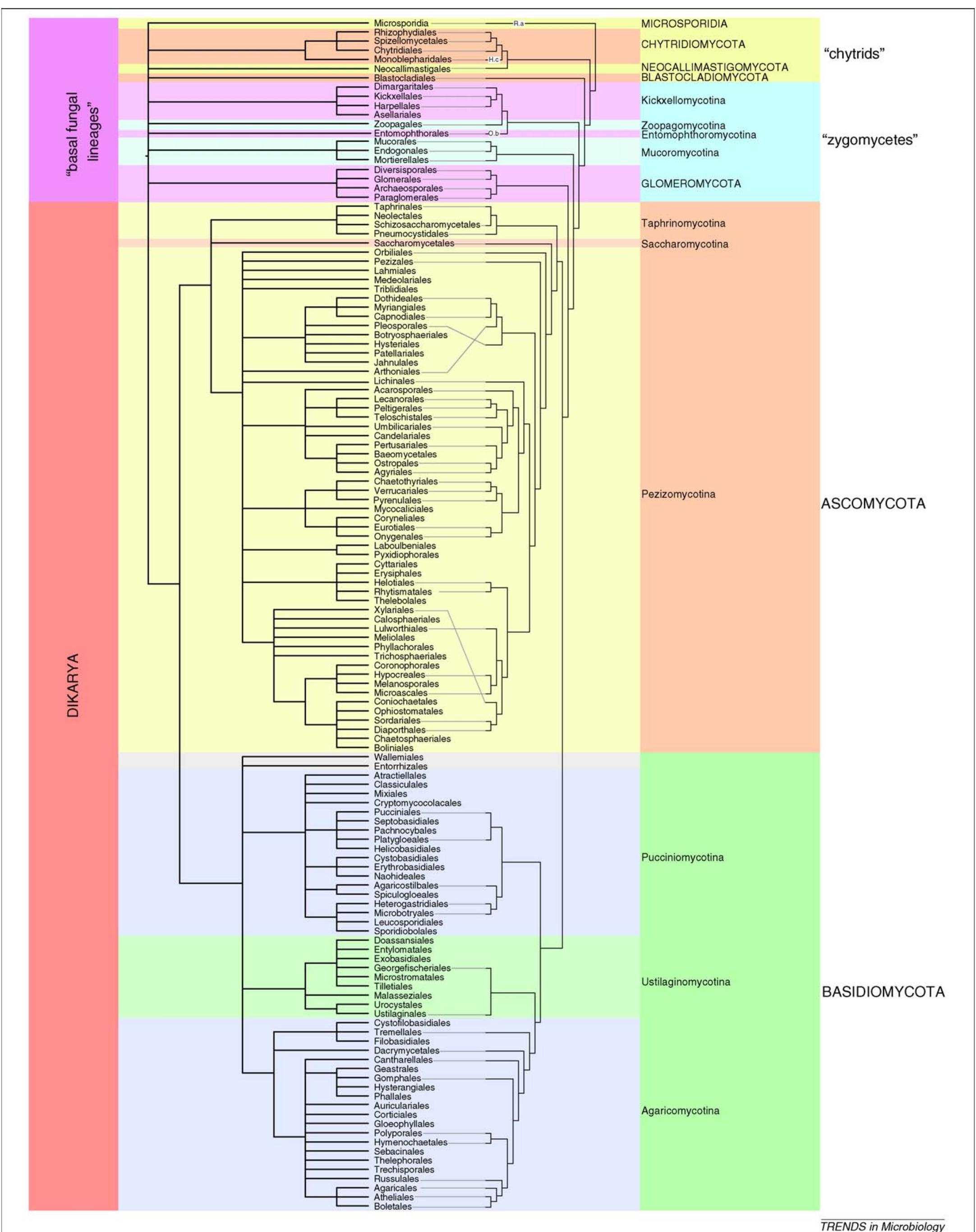 Phylogeny and classification of fungi. the tree on the left