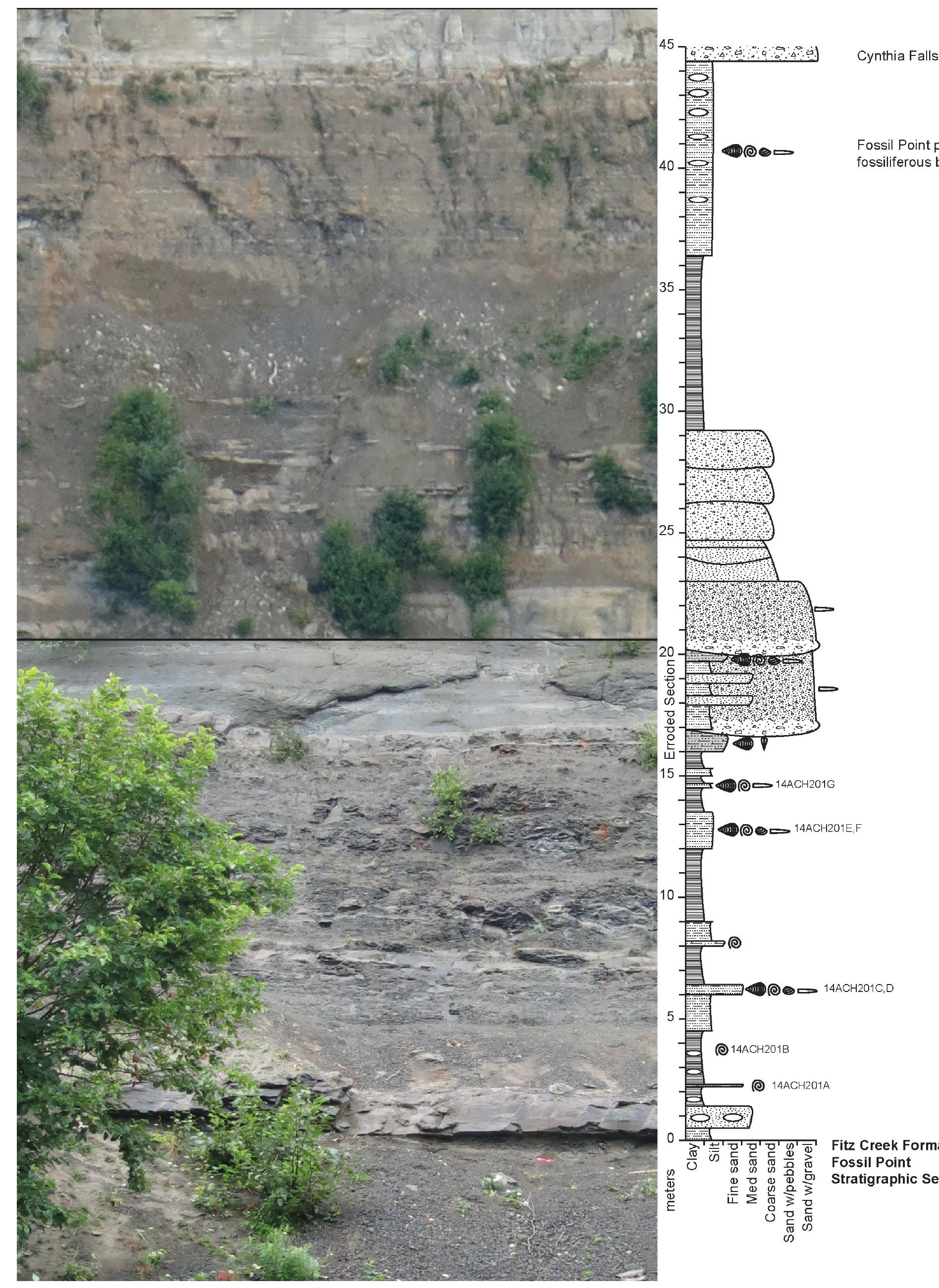 Fossil point fitz creek stratigraphic column and photographs