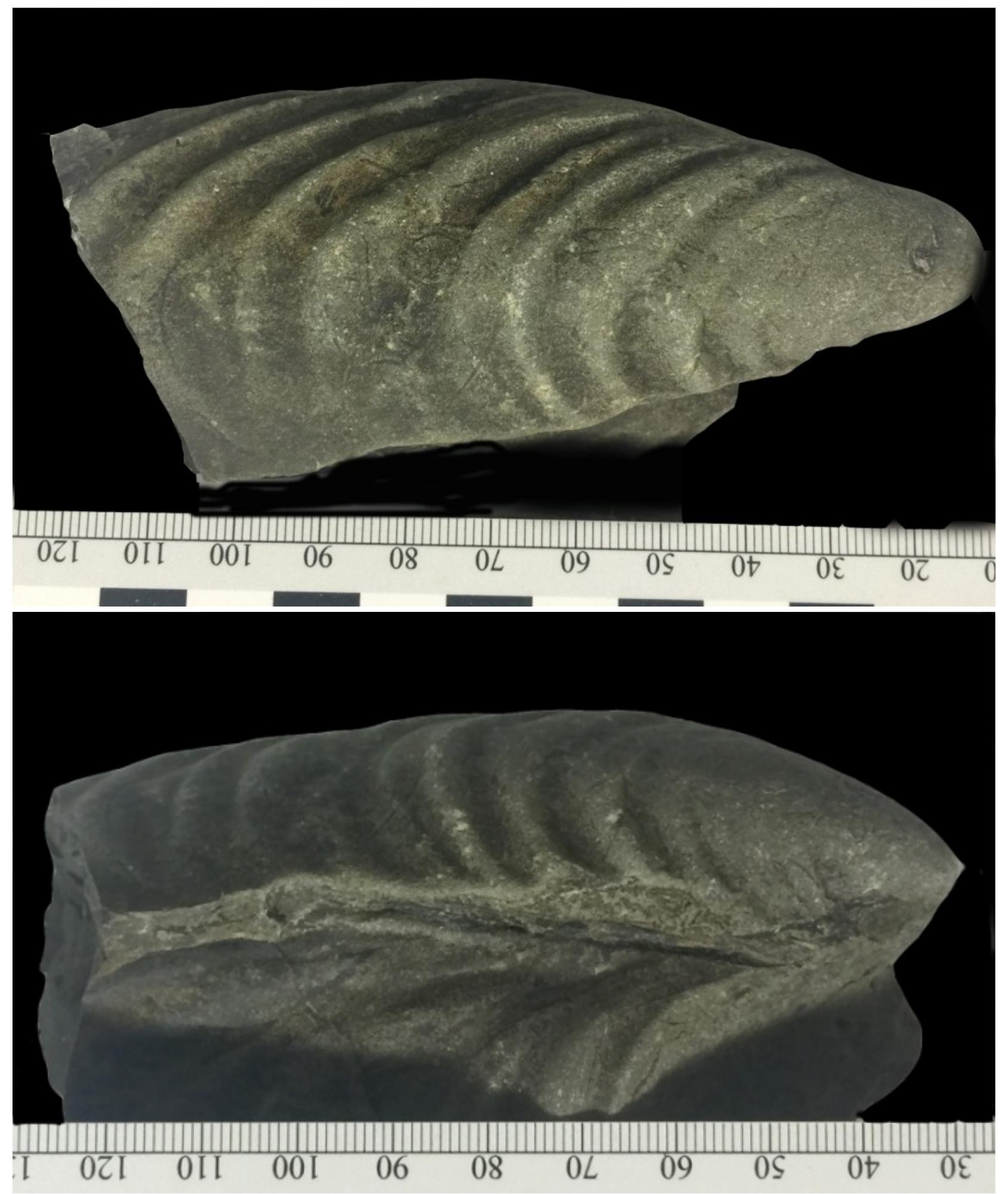 Retroceramus porrectus (eichwald, 1871). lower fitz creek