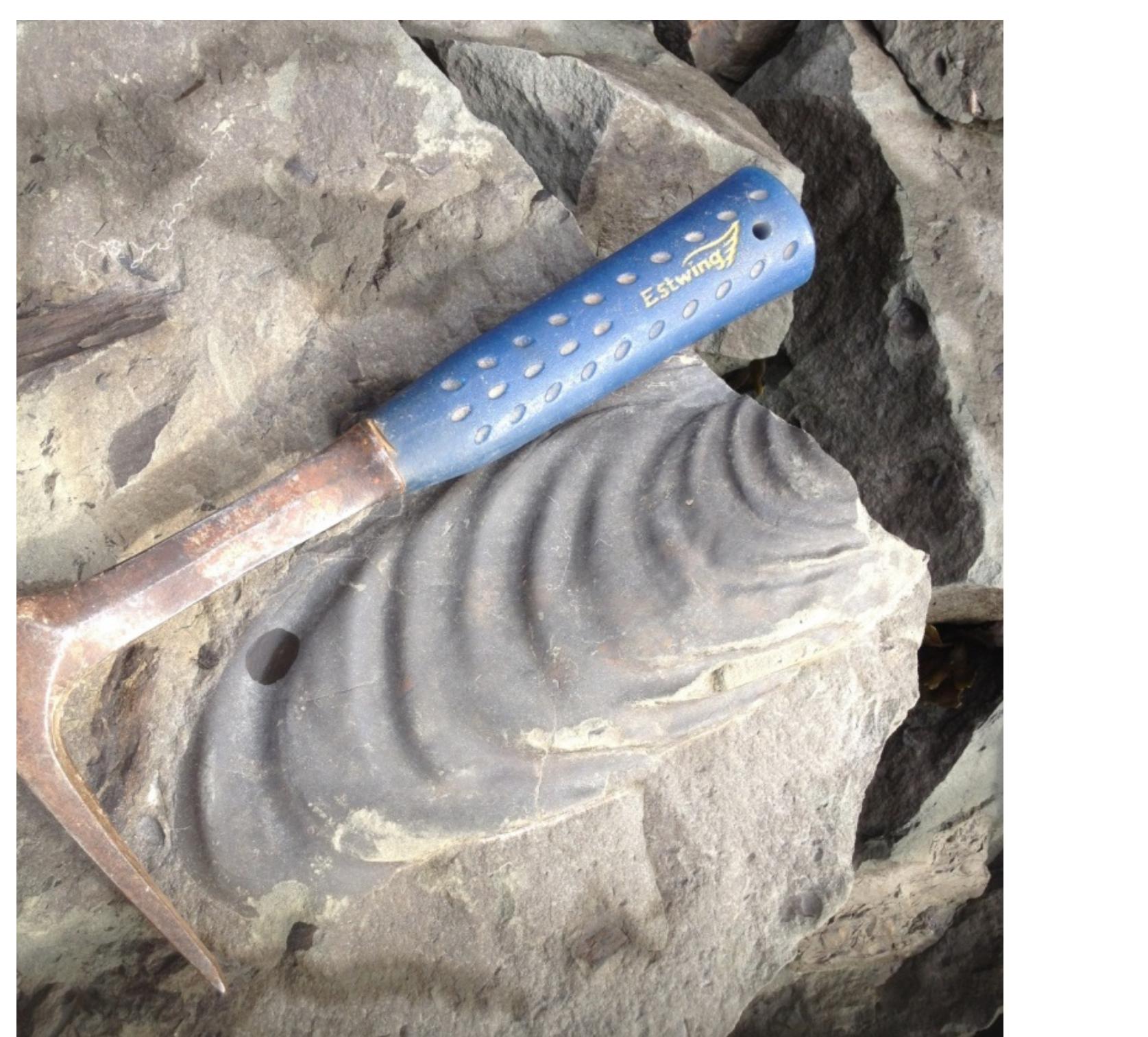 Retroceramus porrectus (eichwald, 1871). fitz creek