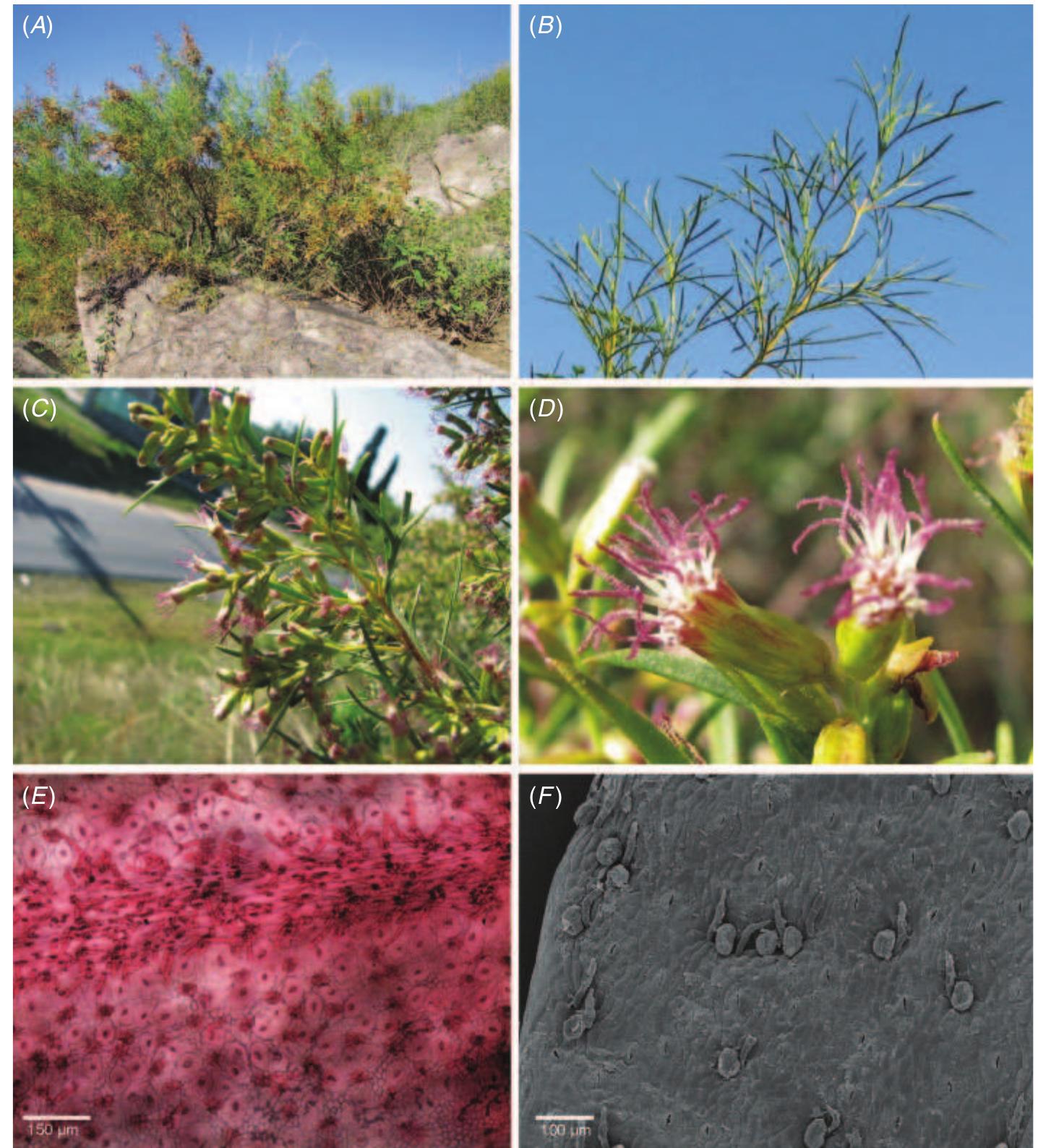 Acanthostyles buniifolius. (a) habitat and plant; (b) leaves