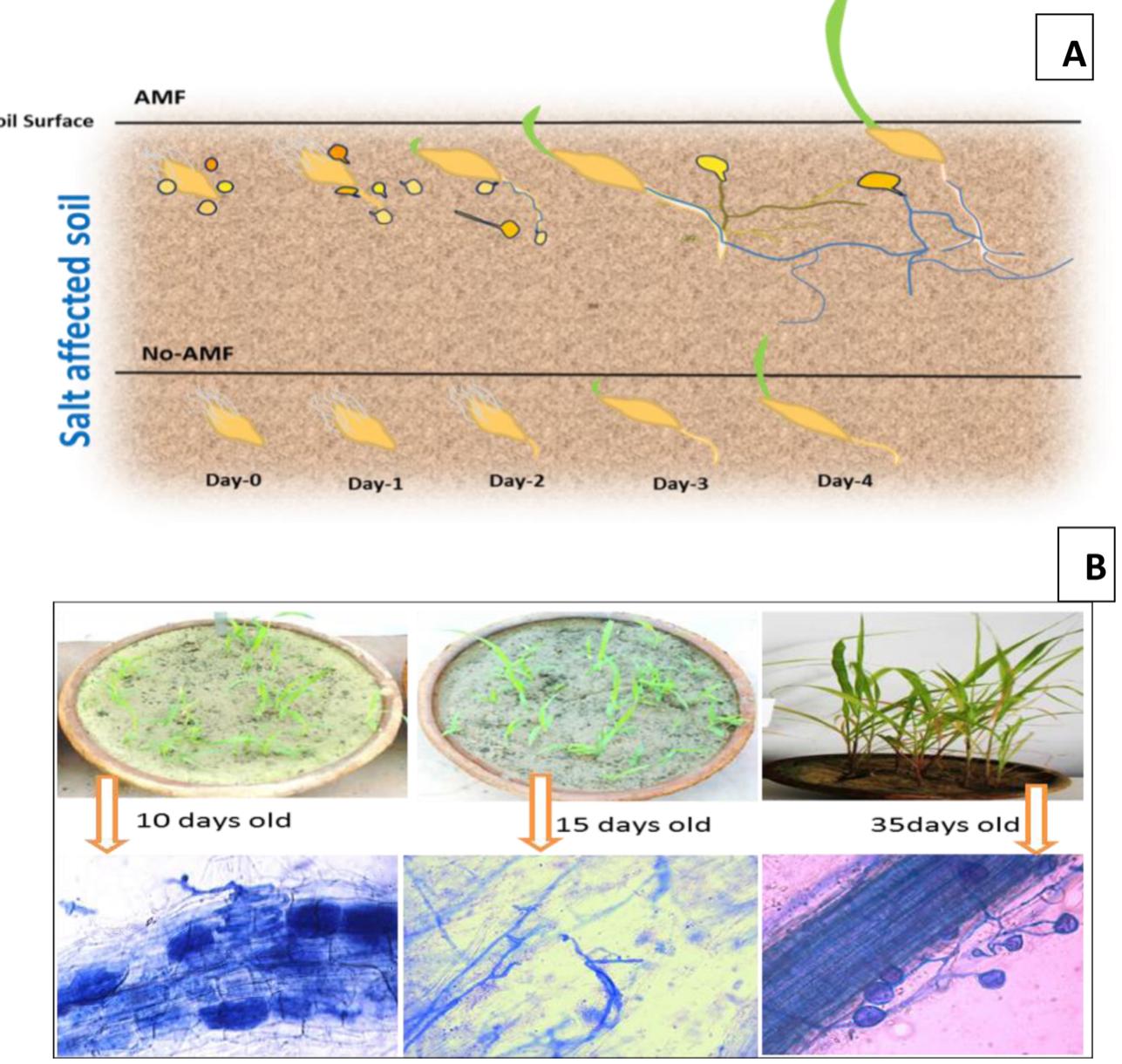 Schematic representation of spore germination of amf,
