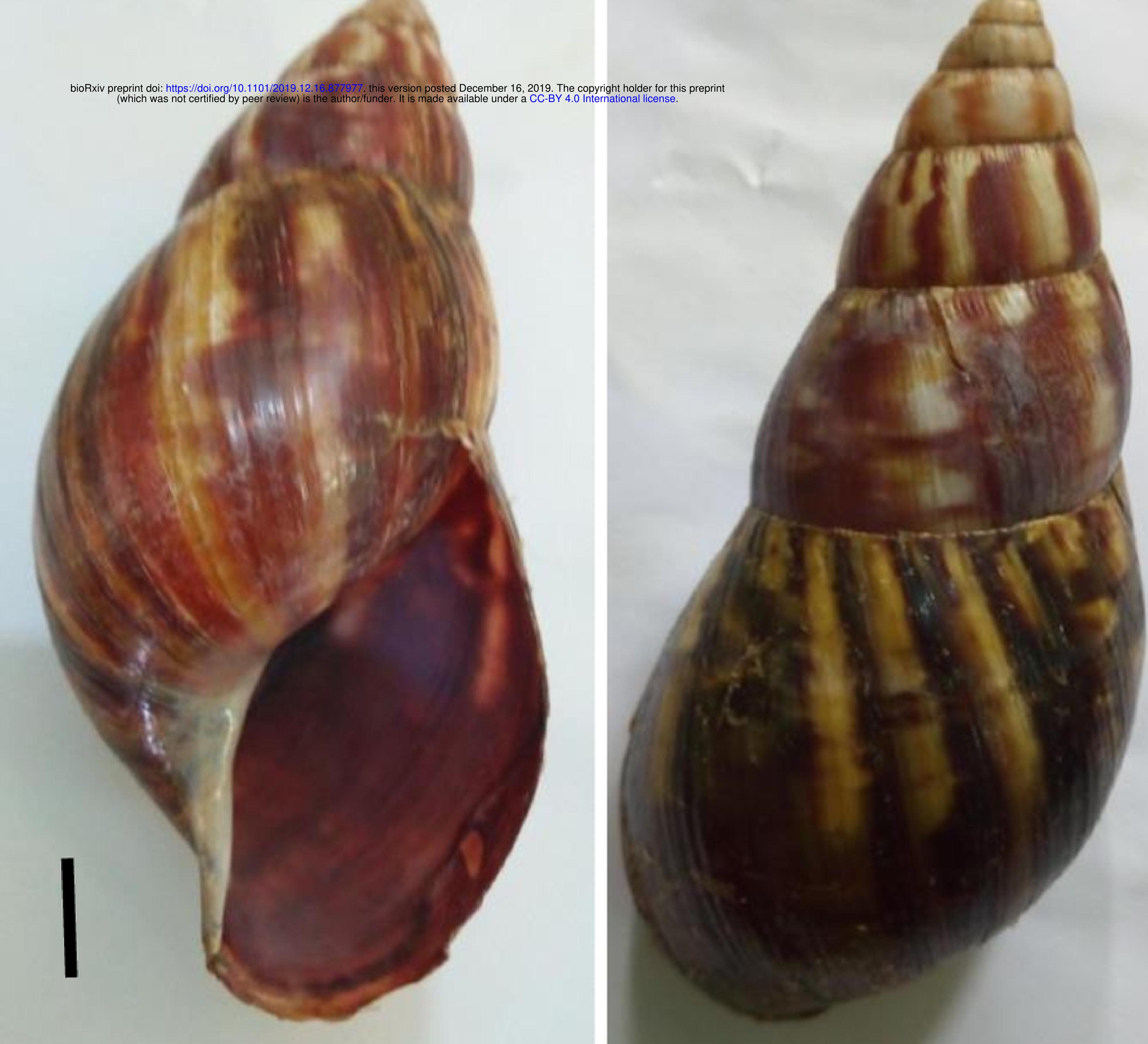 Figure 1 - Shell Morphology, Radula and Genital Structures