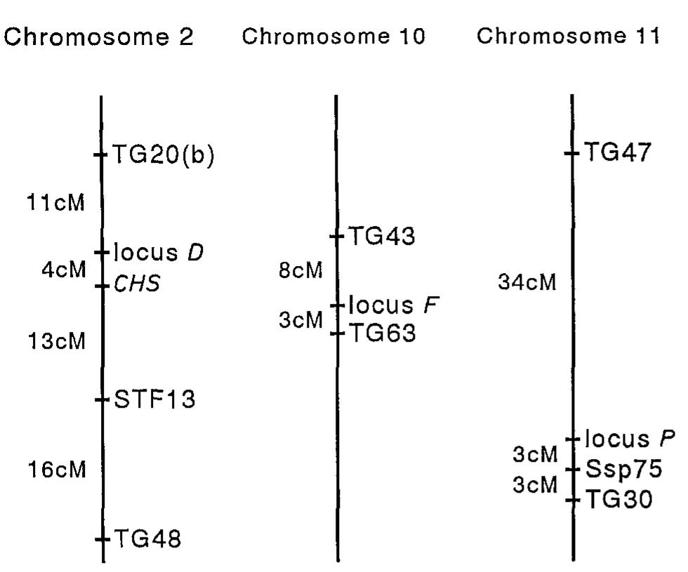 Maps of the potato chromosomes 2, 10 and 11 showing the
