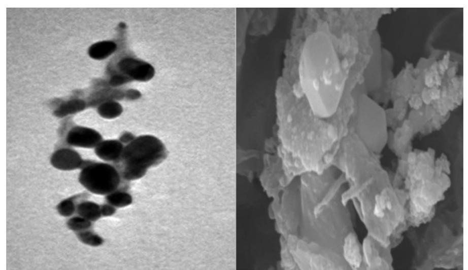 Tem micrograph of synthesized agnps (a); sem micrograph of