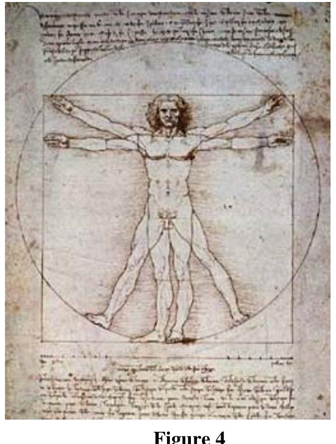 The famous vitruvian man by leonardo da vinci