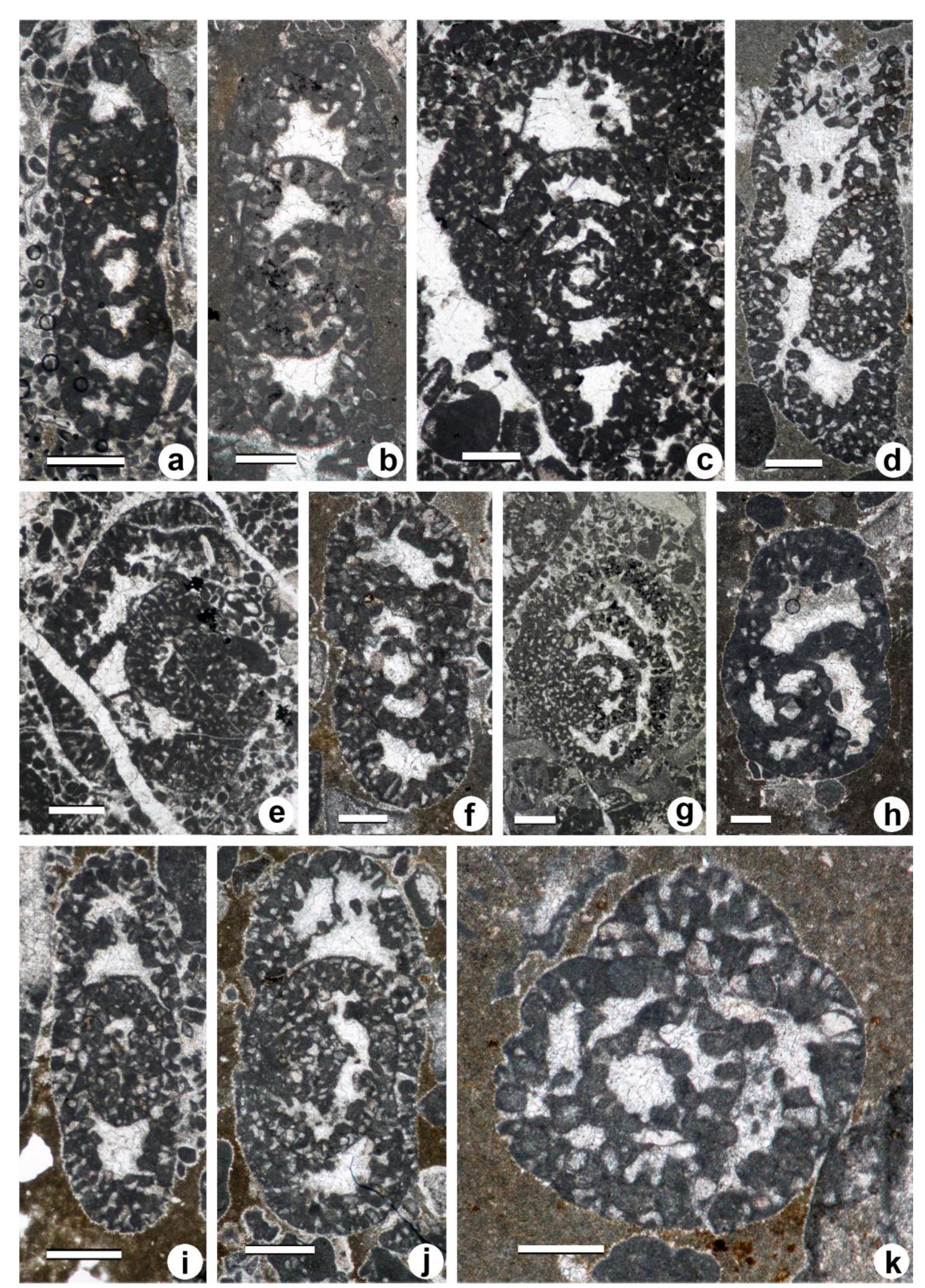 Foraminifera from the uppermost part of the stramberk-type