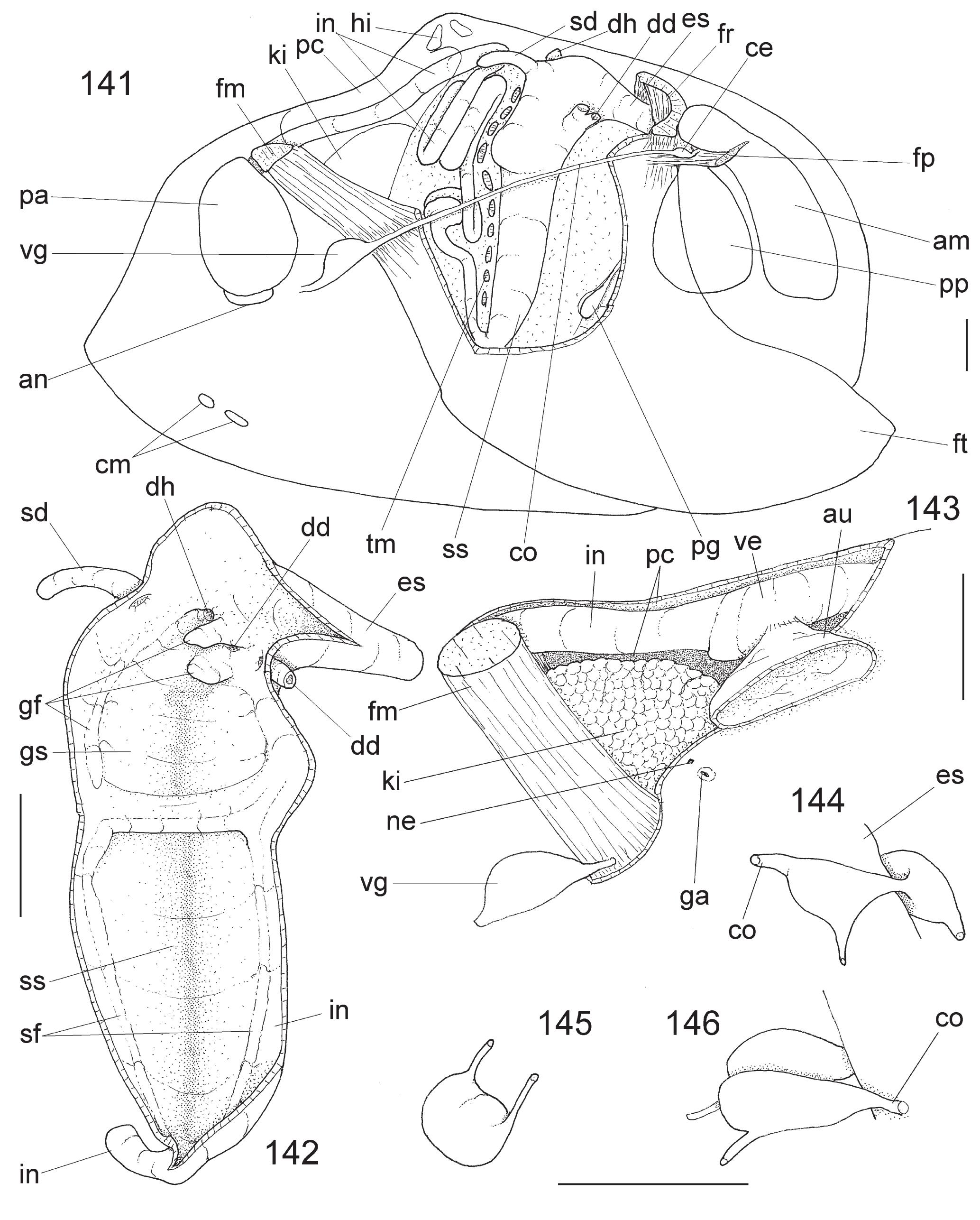 S. 141-146. macomona sp. anatomy: 141, topology of visceral