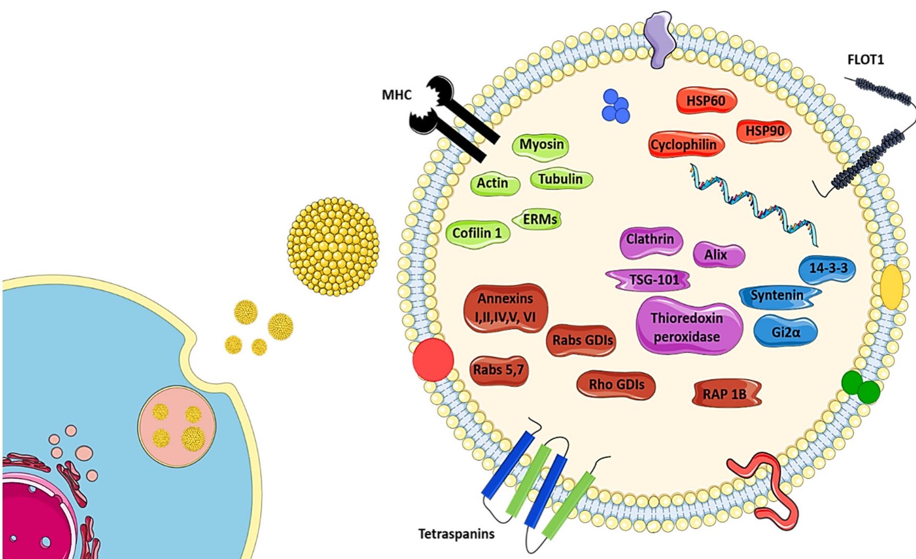 Illustration of exosome release, showing the main exosome