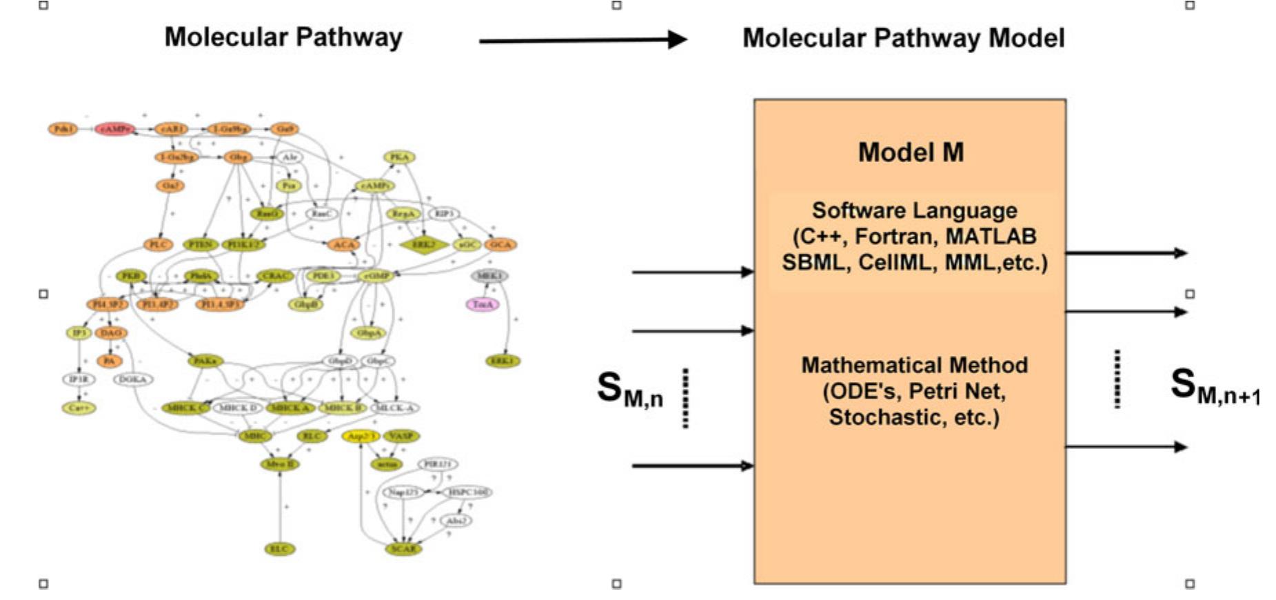 A molecular pathway, represented diagrammatically on the