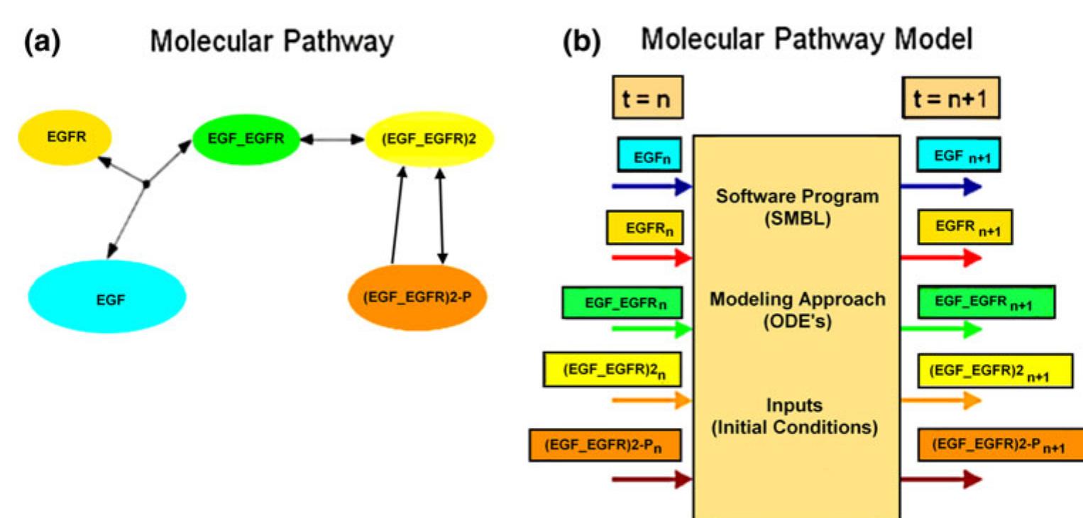 Simple example of a molecular pathway and model in
