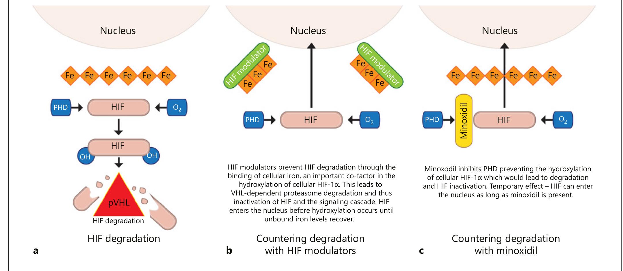 Hypoxia-inducible factor (hif) pathway regulation. a hif