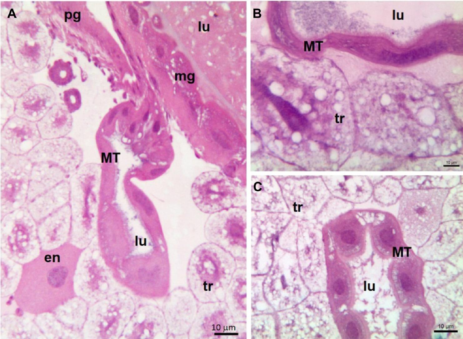 Mt of apis mellifera larvae; histological sections stained