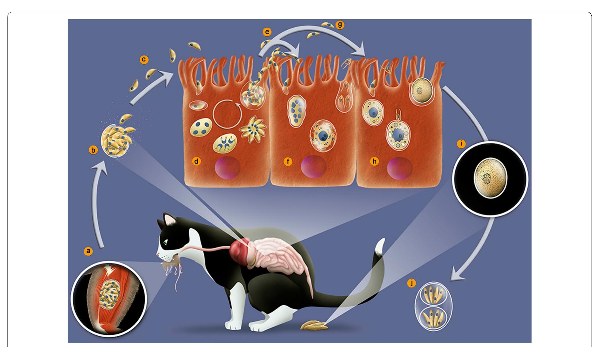 Life-cycle of toxoplasma gondii in cat. a ingestion of prey