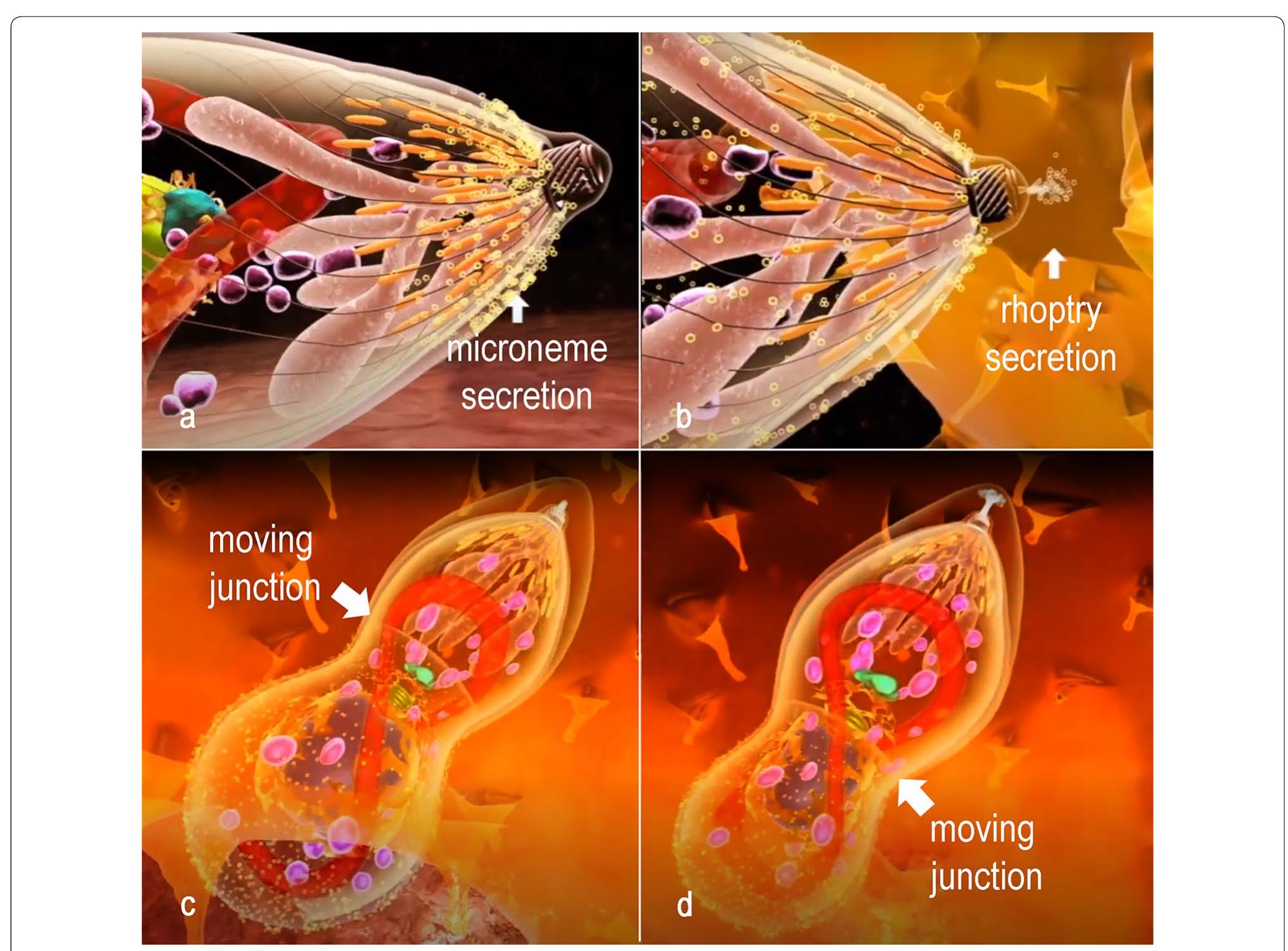 Sequential events of invasion of a host cell. a microneme