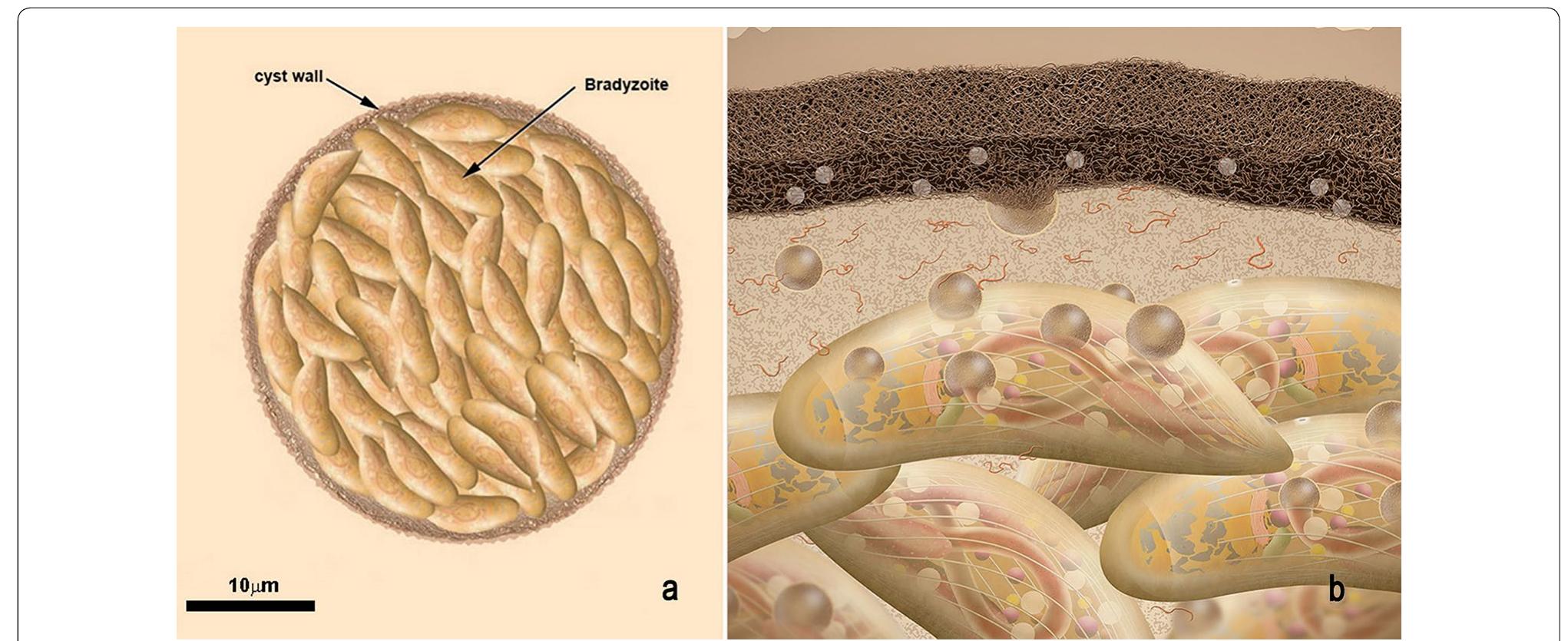 Scheme of a tissue cyst of toxoplasma gondii. a the cyst