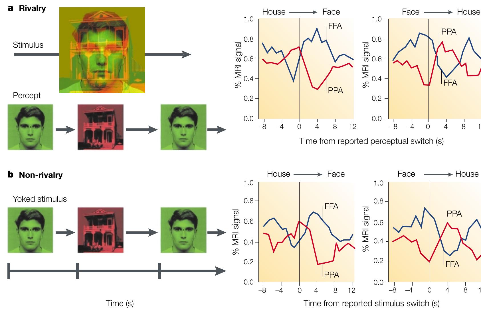 | functional magnetic resonance images of rivalry. while