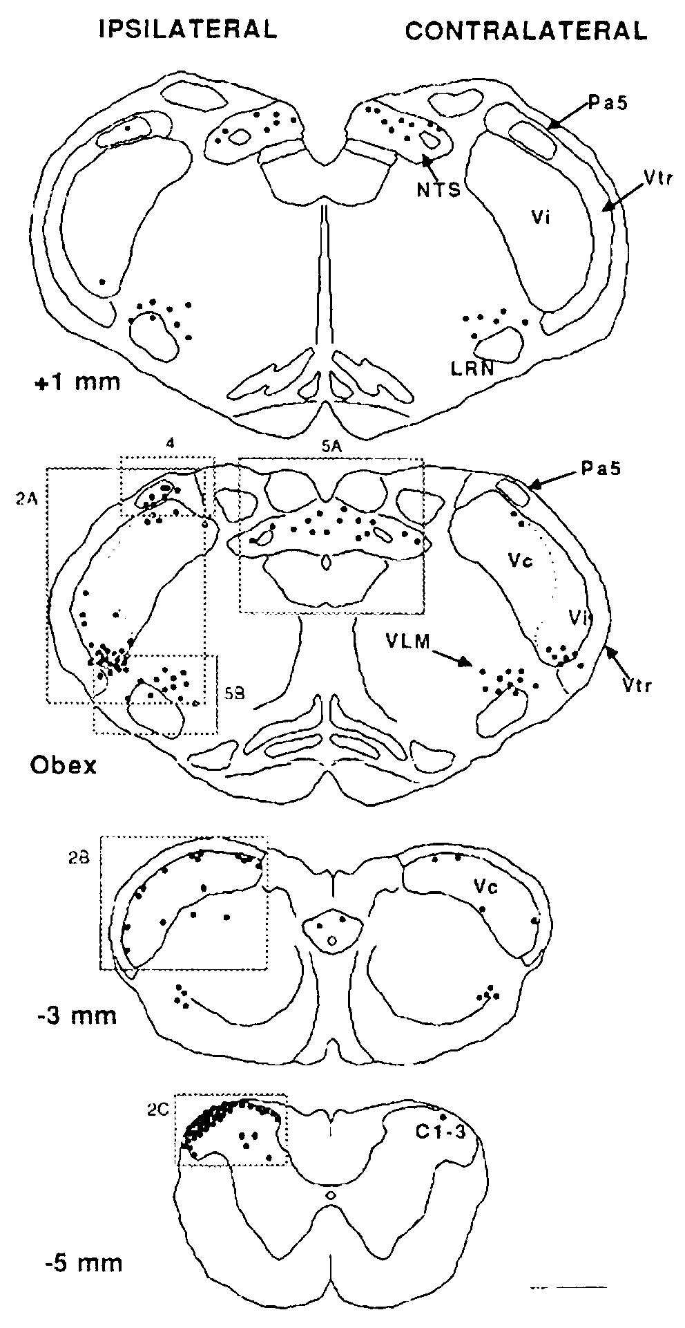 Schematic representation of quantified fos-li in the rat