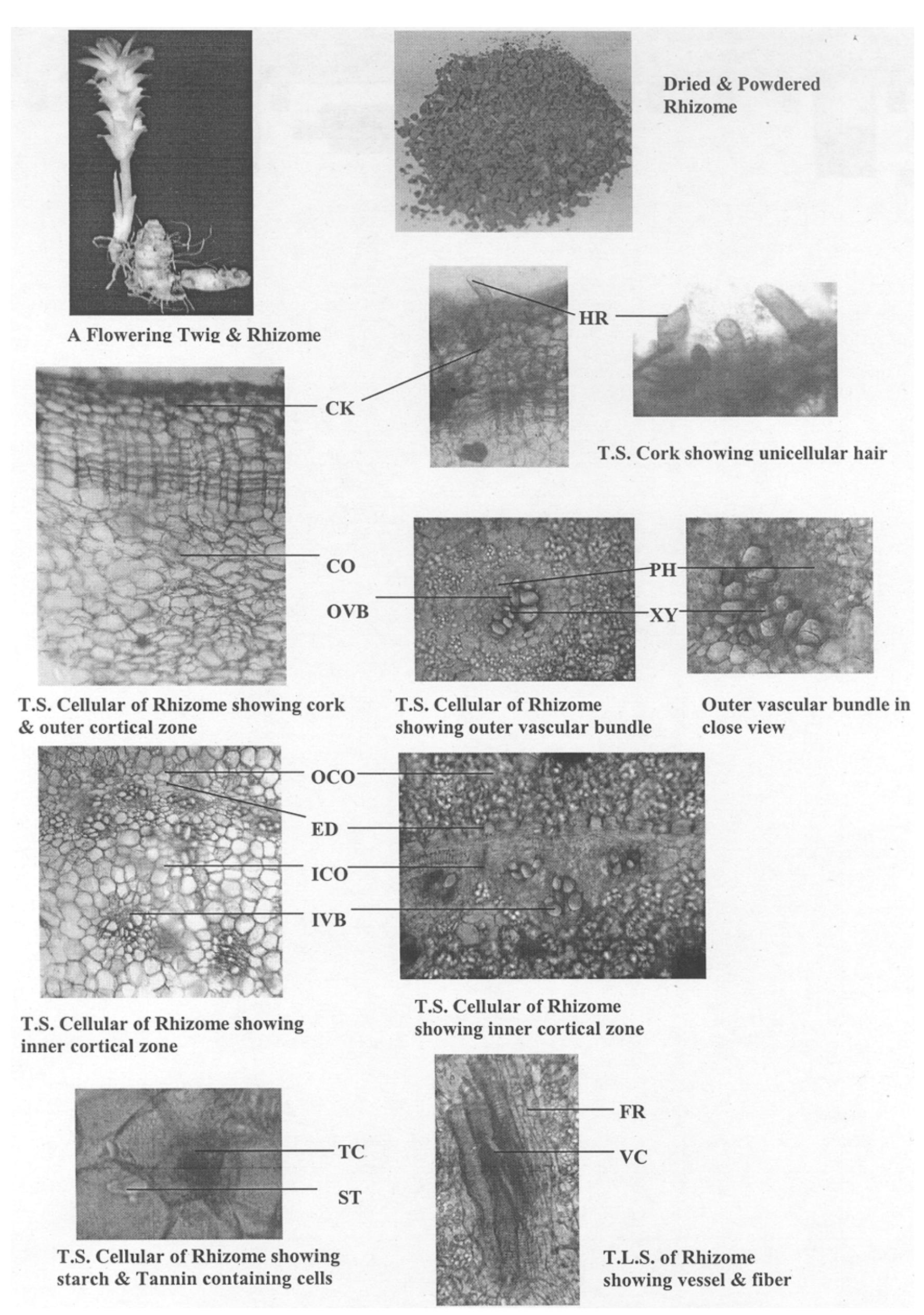 —macro and microscopic characters of the rhizome of curcuma