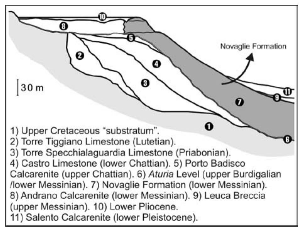- simplified stratigraphic architecture of the eastern