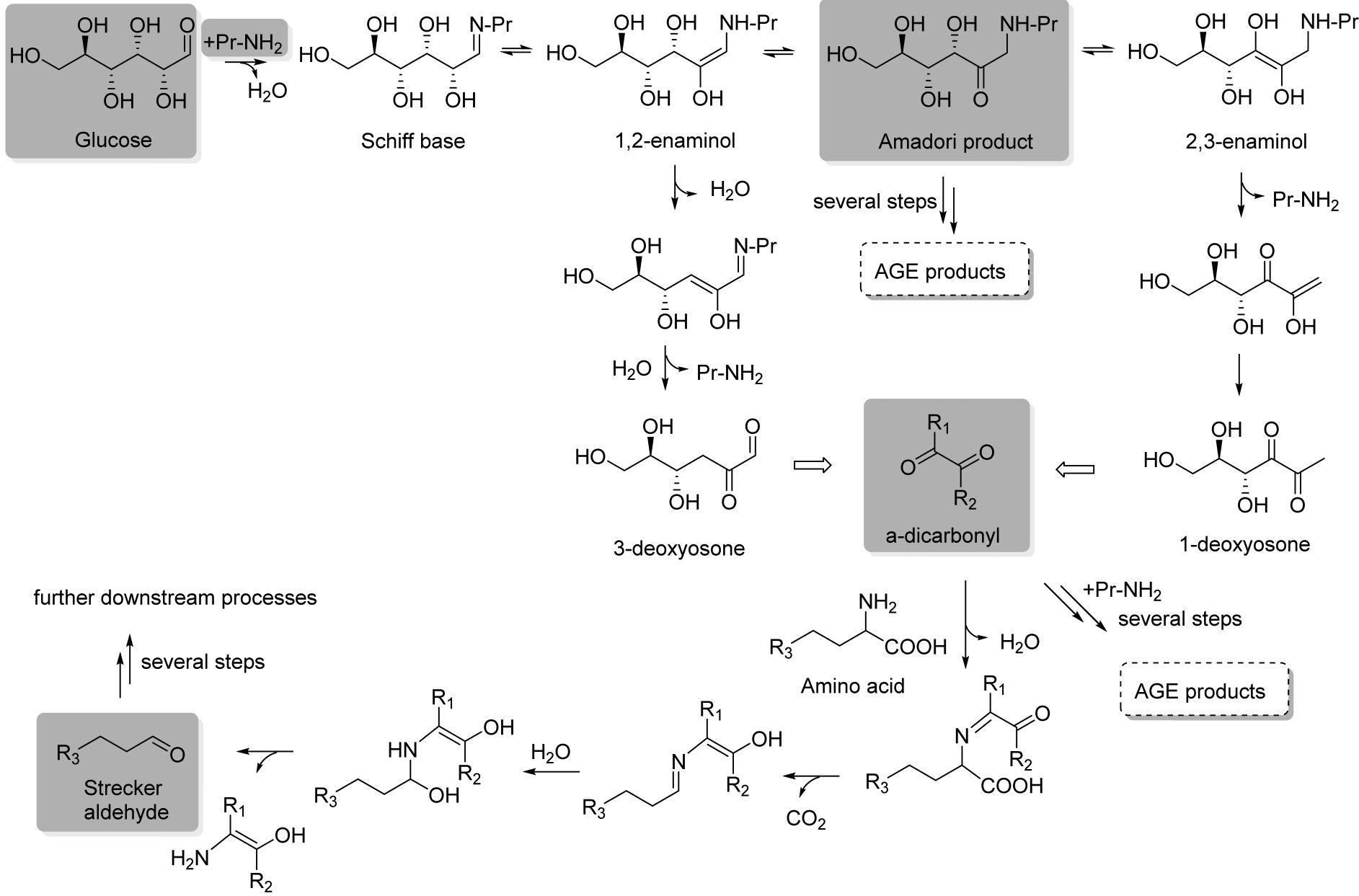 Simplified scheme of the maillard reaction of a reducing