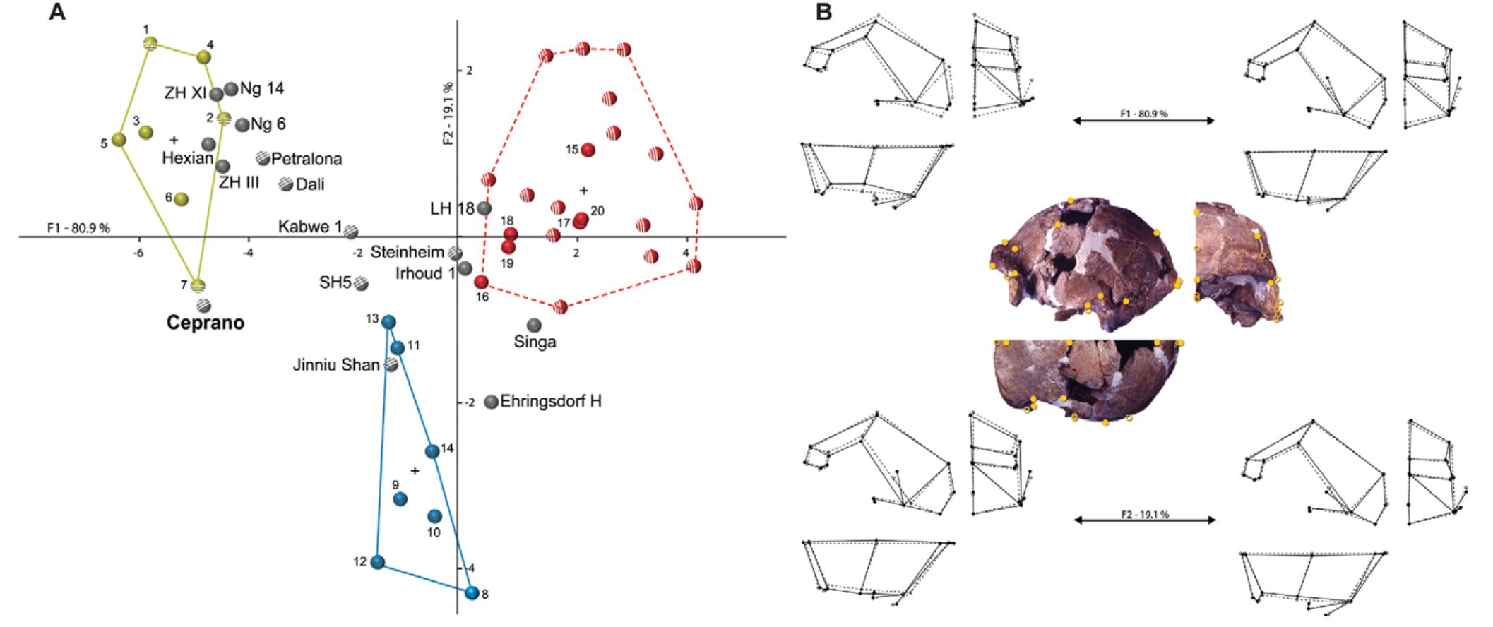 Discriminant function analysis based on landmarks data (a)