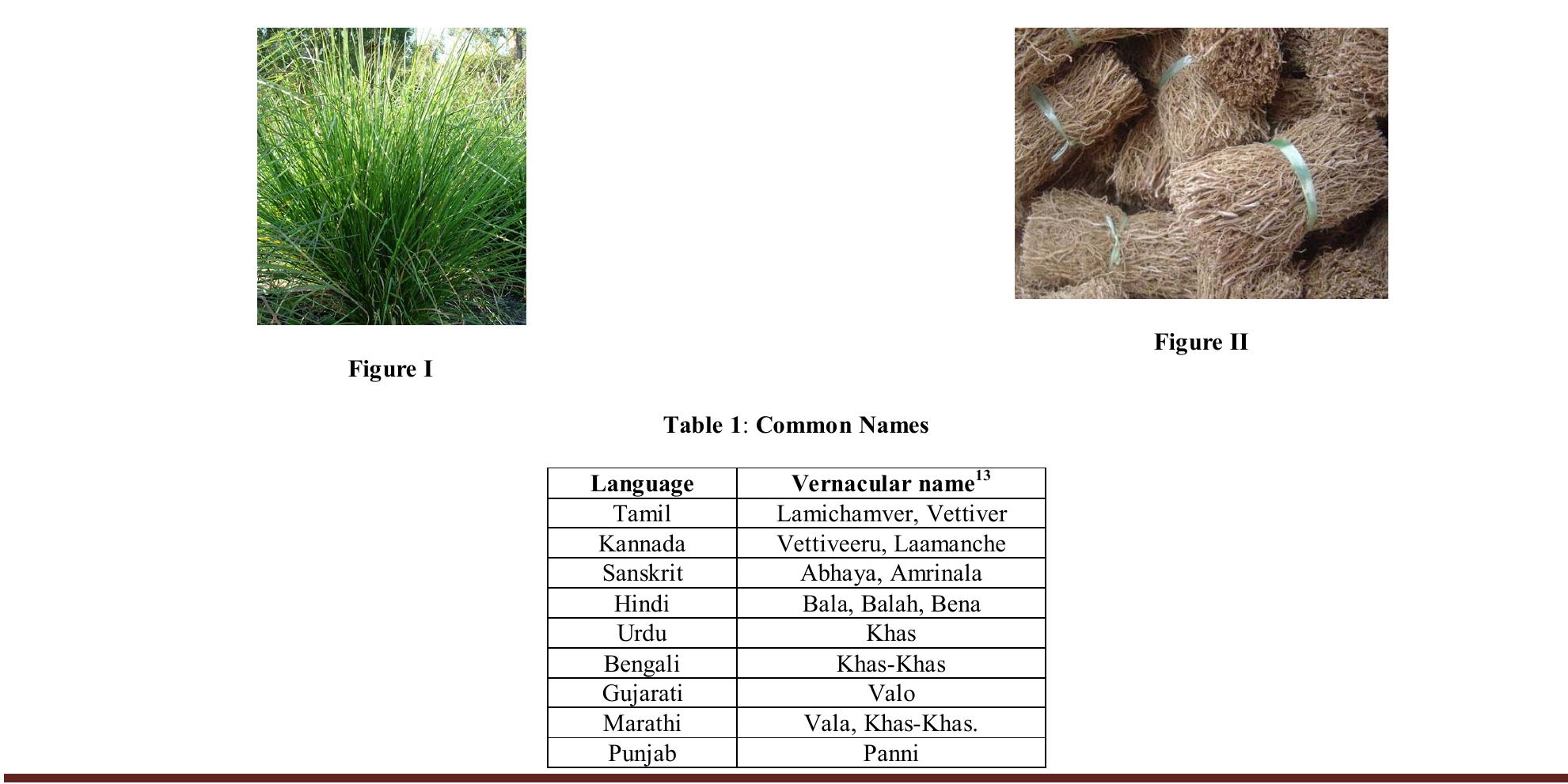 Various tribes use the different parts of vetiver for many