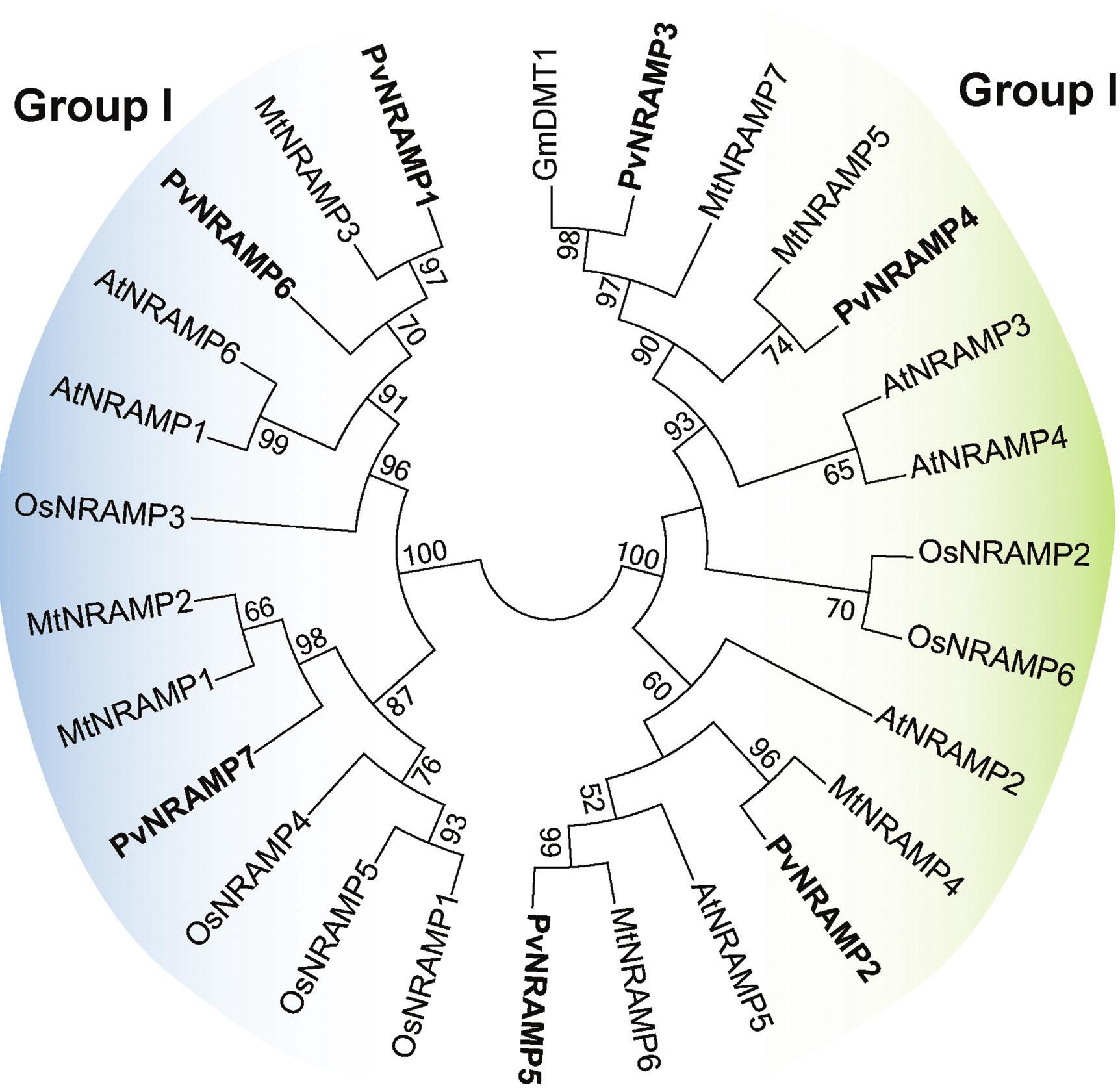 - phylogenetic tree of nramp protein sequences. the unrooted