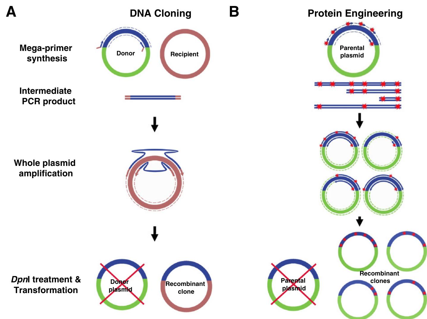 Schematic presentation of the transfer-pcr (tpcr) process.