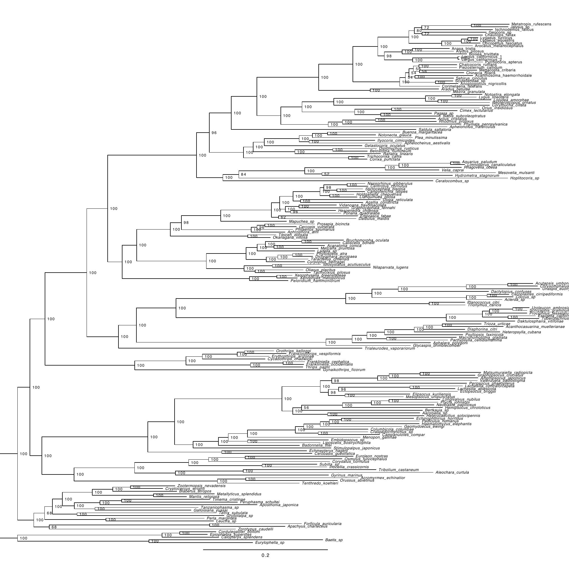 S3: tree from examl analysis of amino acid sequences (see