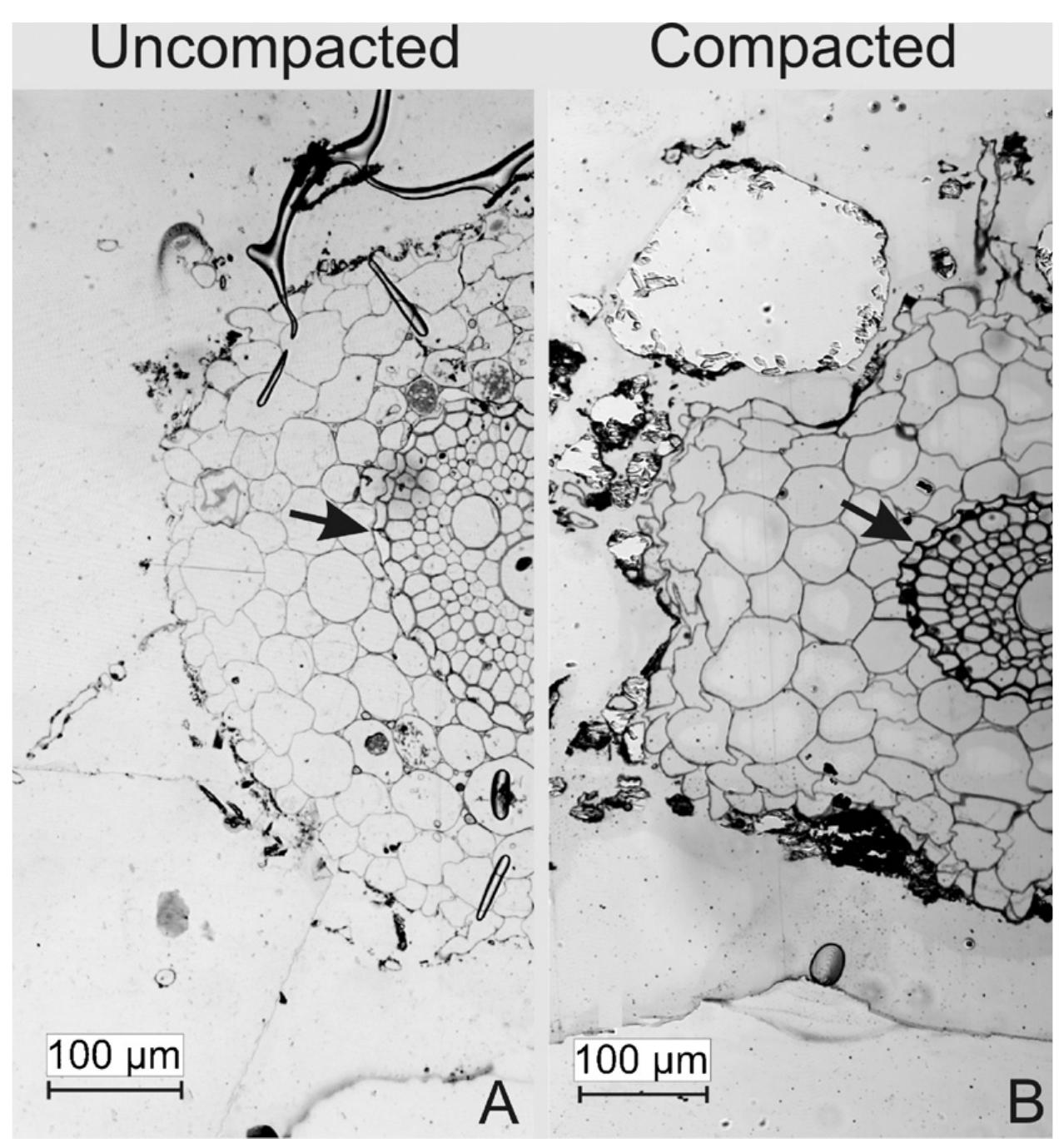 Photo 1. anatomy of wheat root (arrow, border between