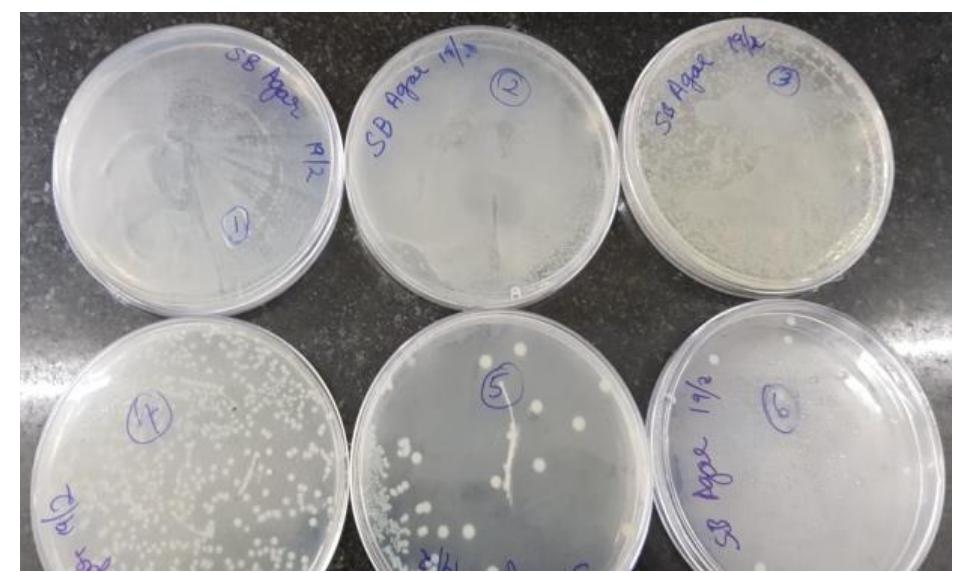F ig-5: shows the bacterial growth in spread plate technique