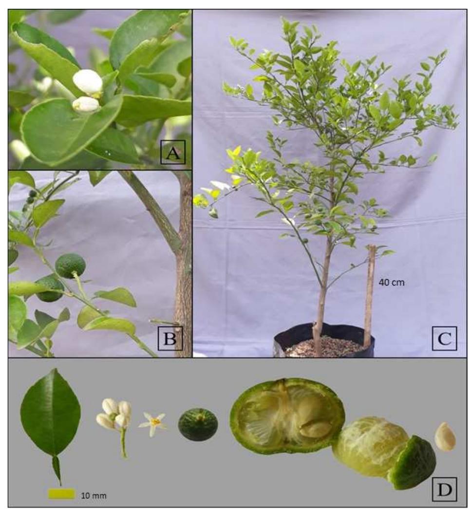 Plant morphology of limau: a) flowering shoot, b) fruiting