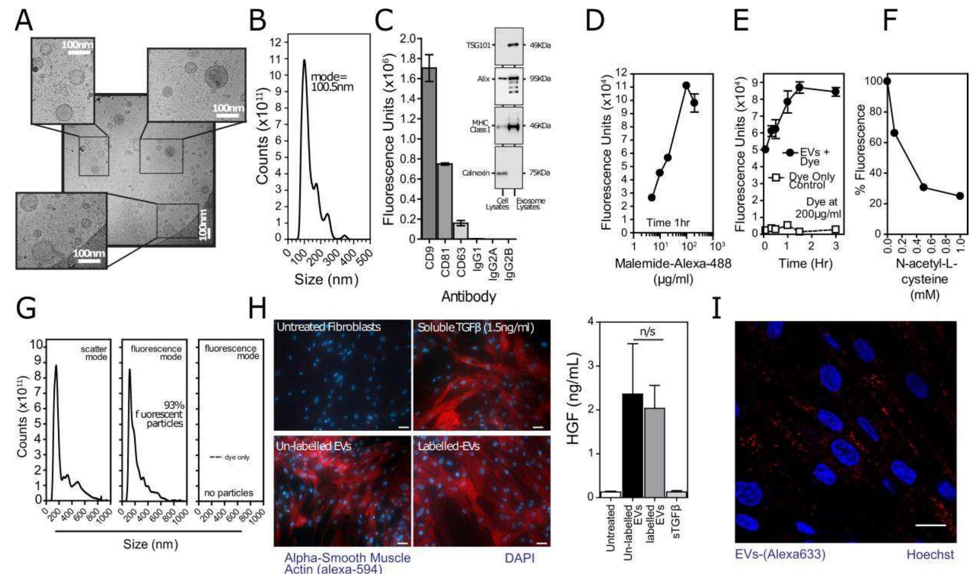 A rae en ae fig.1. labelling of evs with malemide-alexa488.