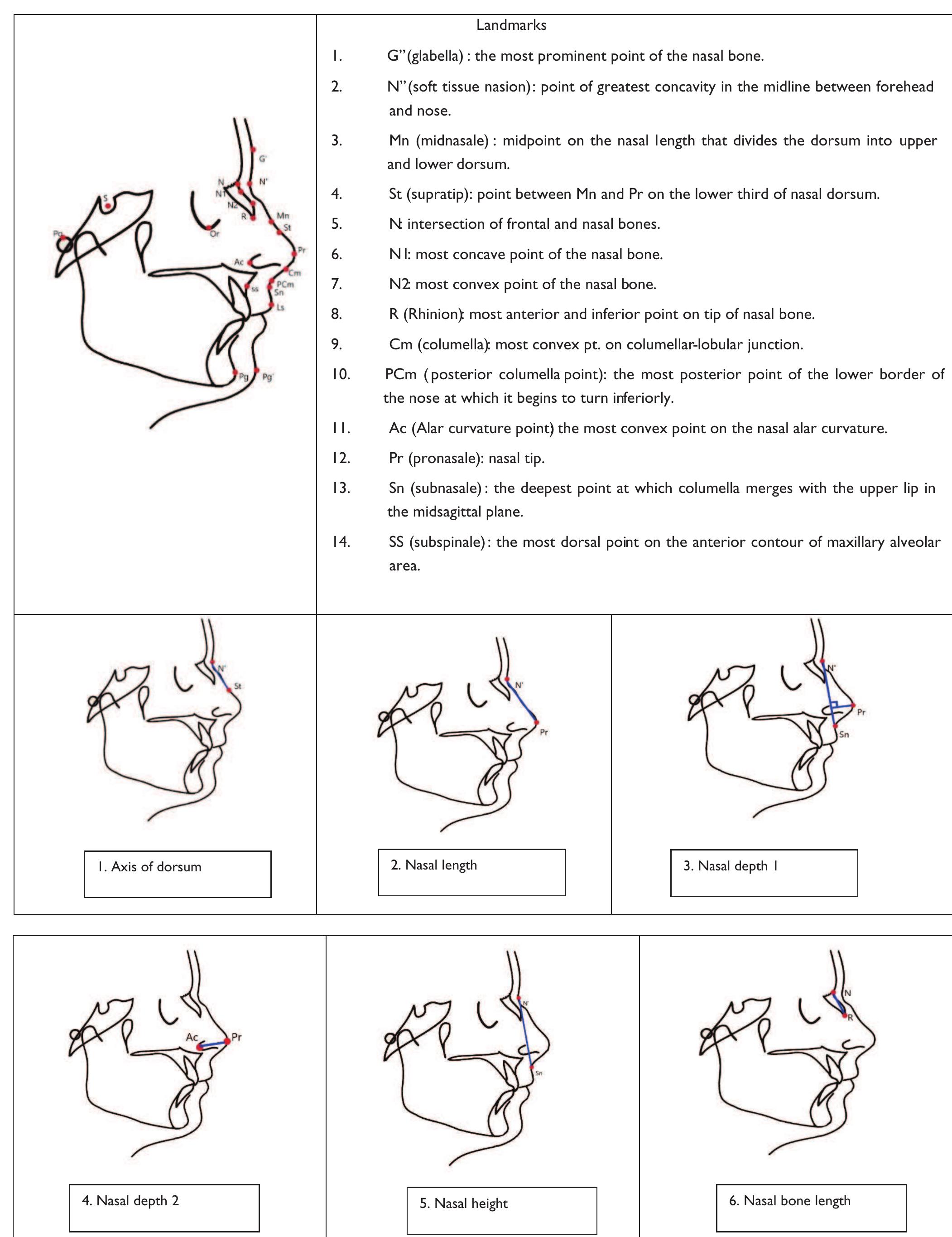 Figure 3 - Relationship of Nasal Morphology With Different