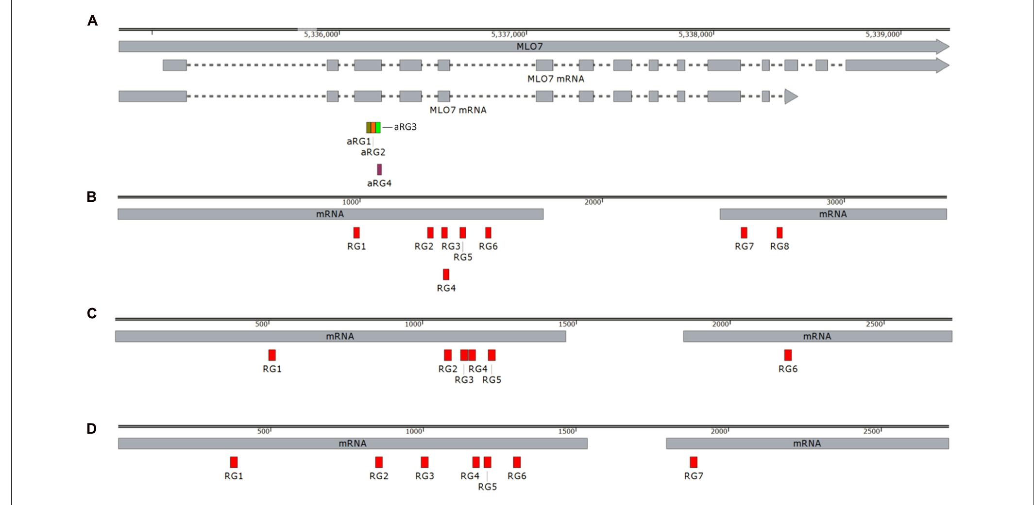 | (a) schematic diagram of the nucleotide sequence of the