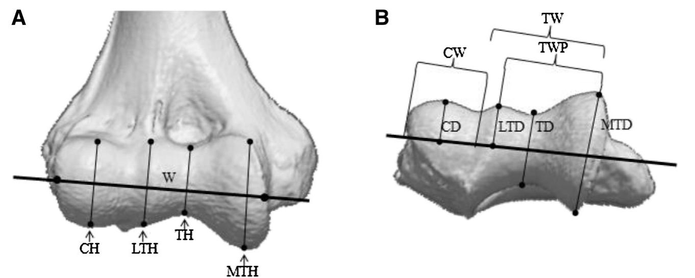 (a) measurements taken from anterior-posterior view,